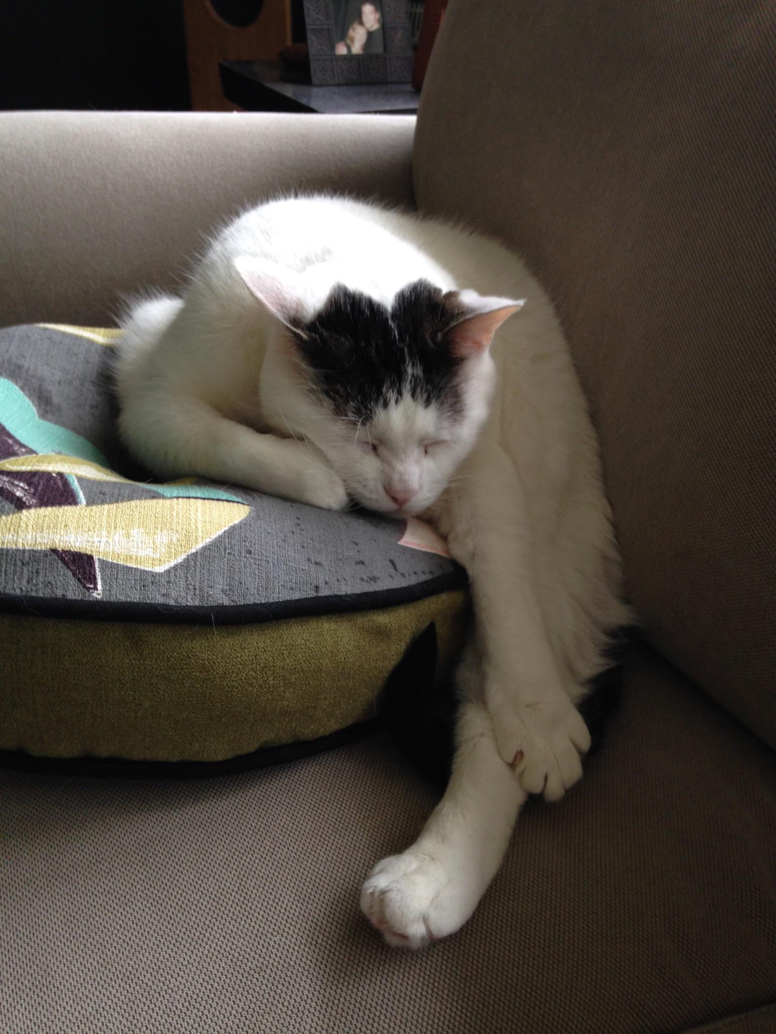 Noodle boi | Scrolller