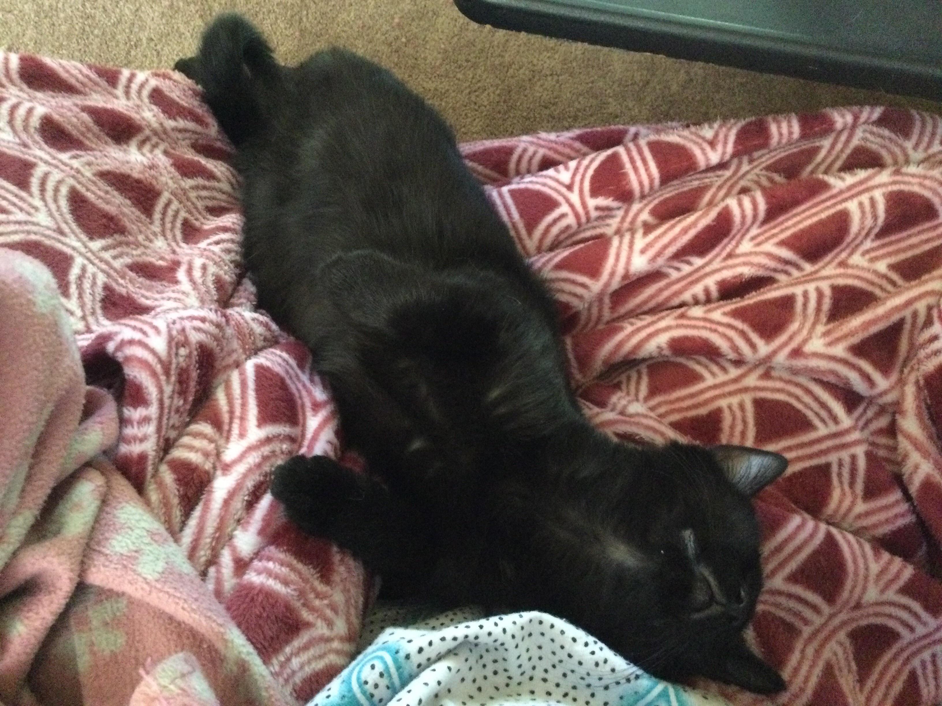 Noodle cat | Scrolller