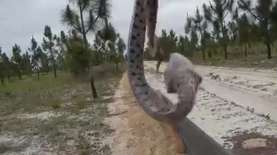 Nope, I'm dead. Still dead. Still dead. | Scrolller