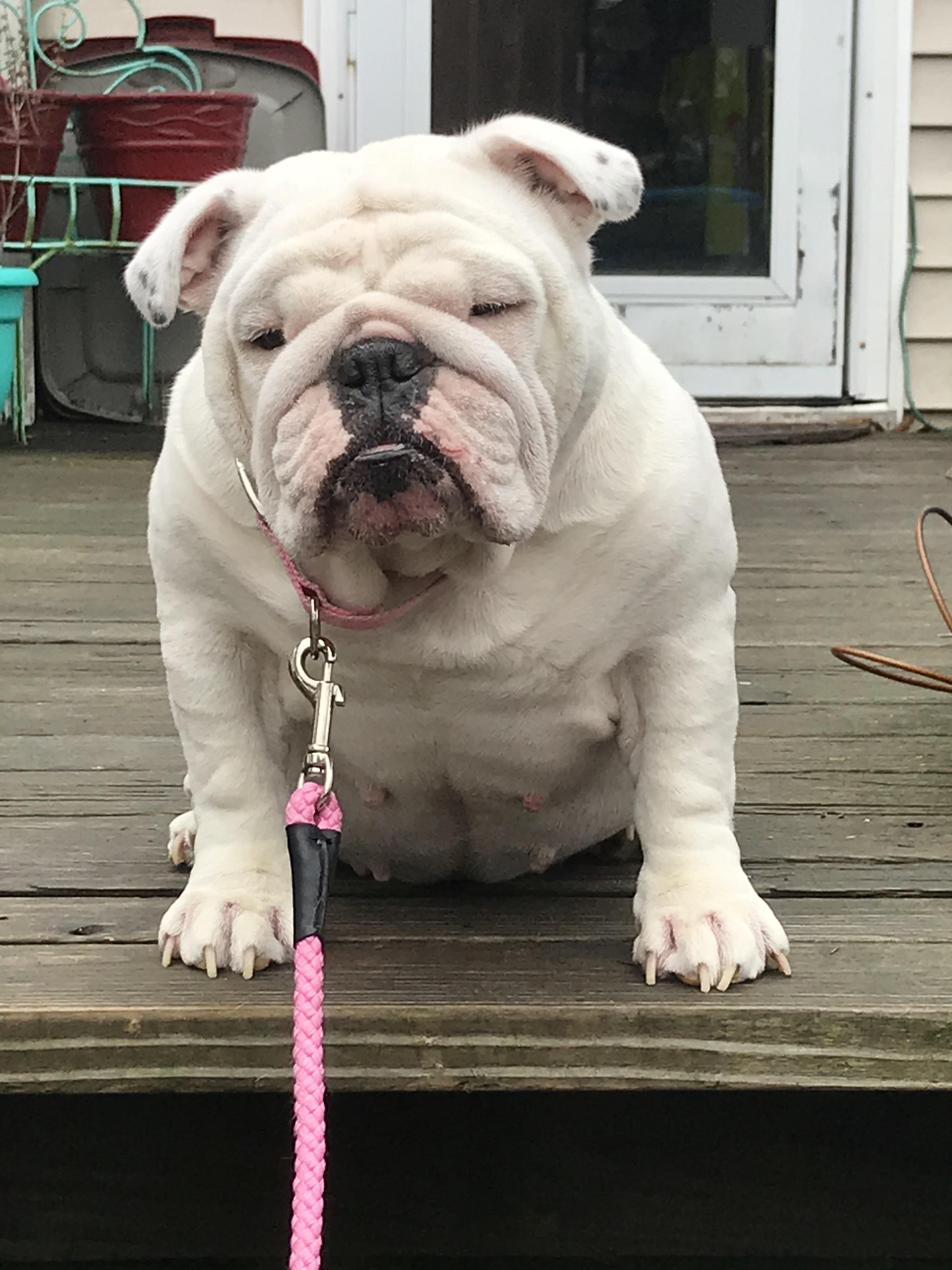 Nope. Not walking today. Please take me back to the couch. | Scrolller