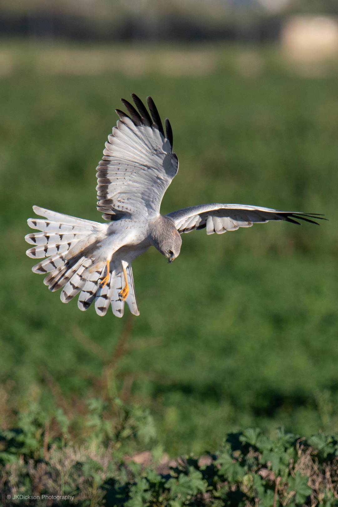 Northern Harrier on the hunt [OC] | Scrolller