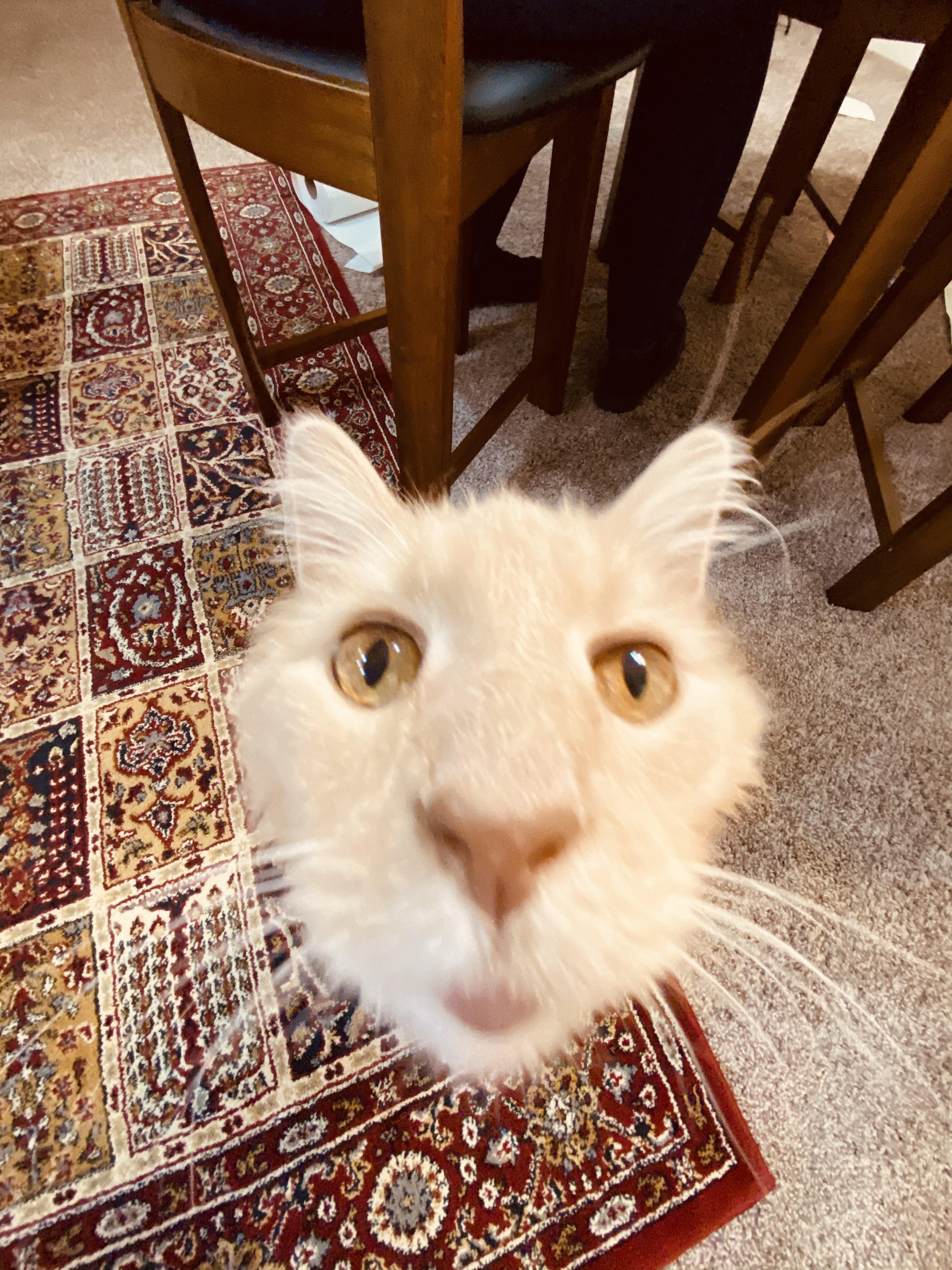 Nosy derp | Scrolller