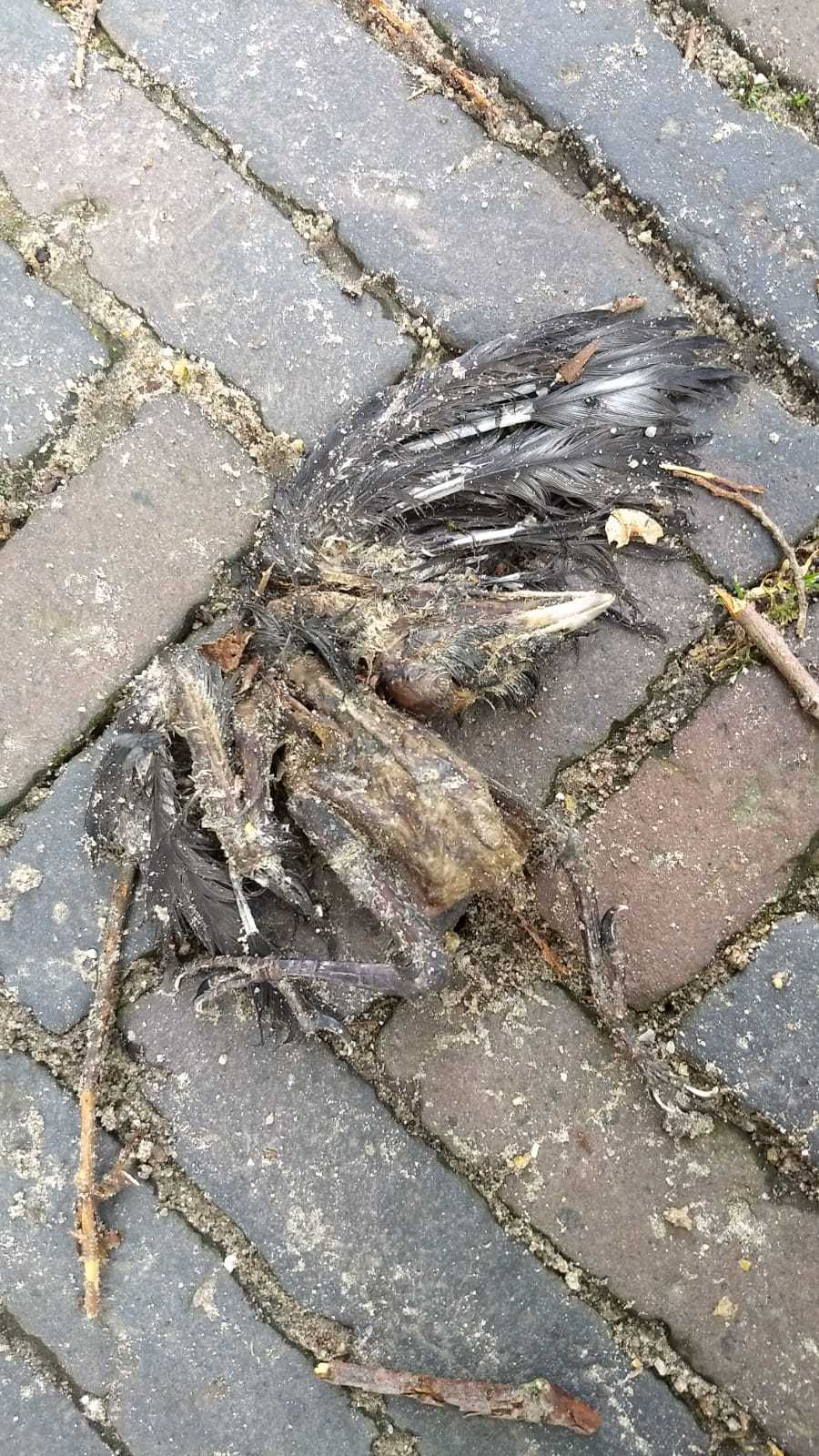 Not a roadkill per se , but in my town | Scrolller