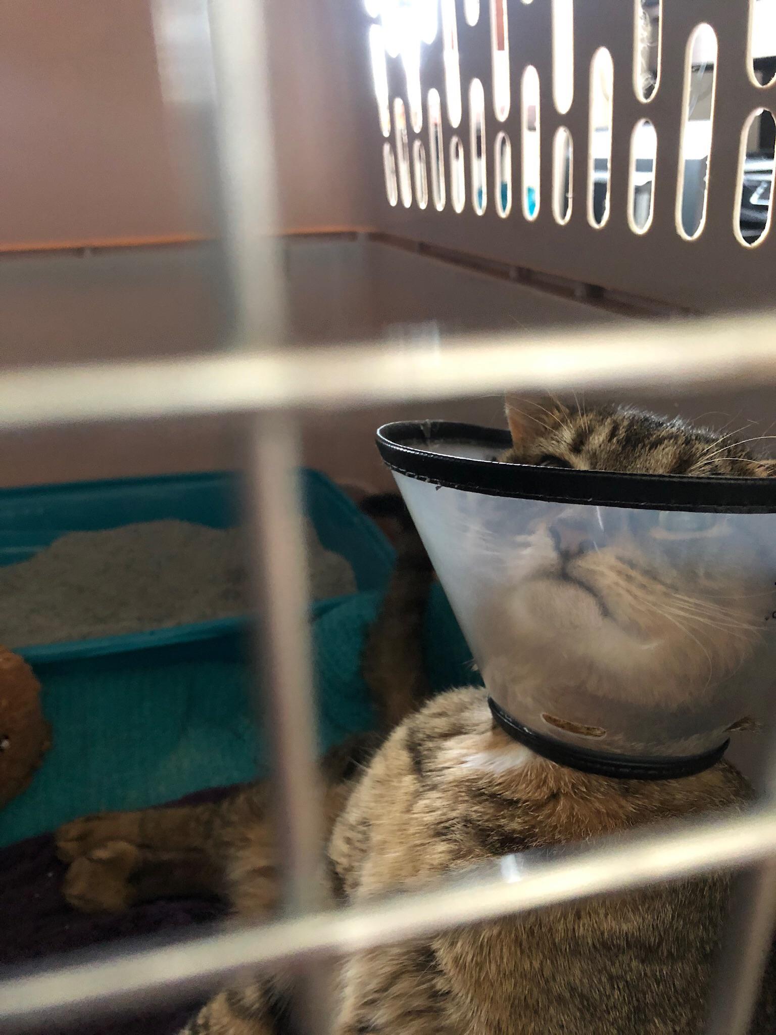 NOT amused by her cone | Scrolller