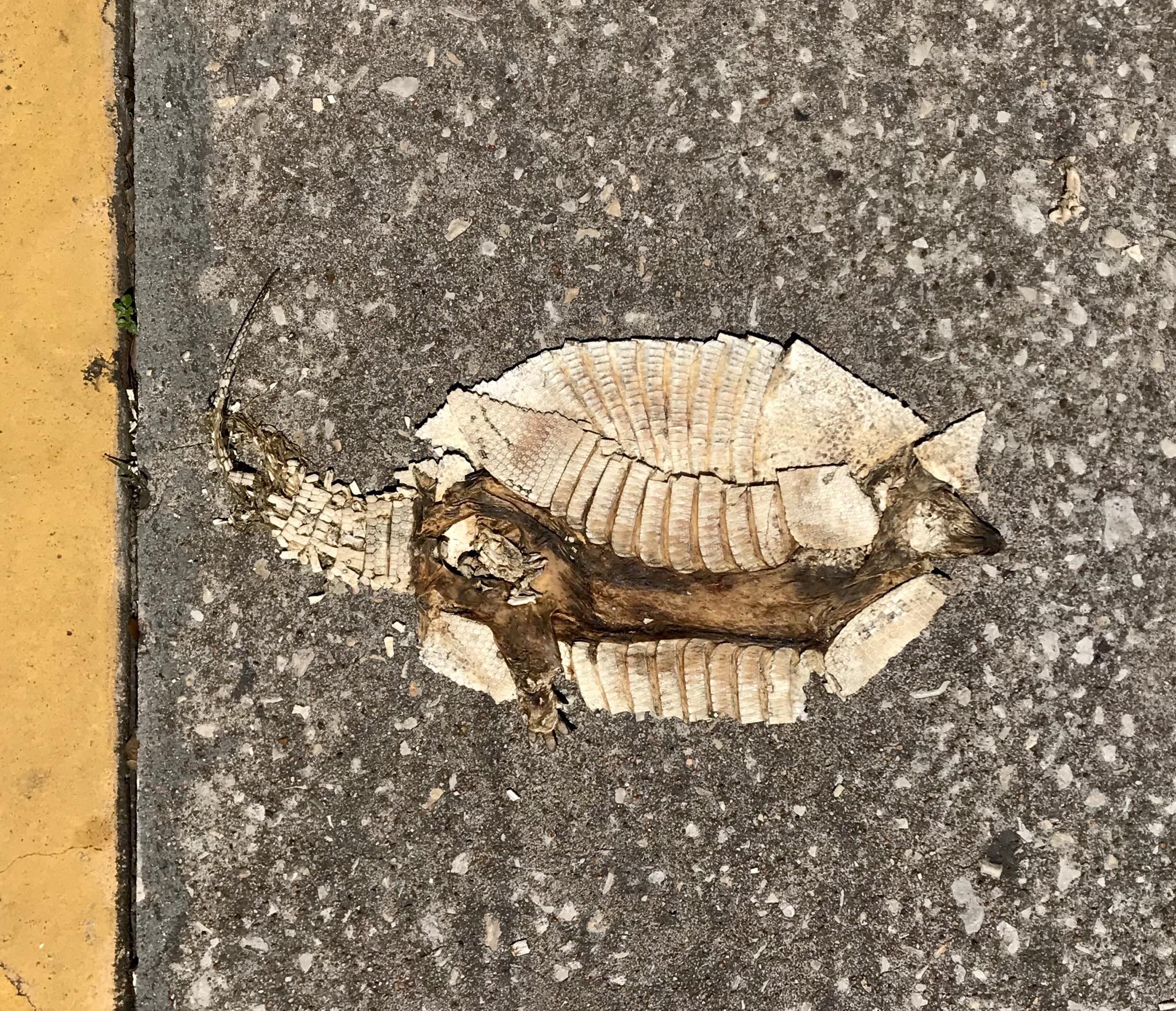 Roadkill | Pictures | Scrolller