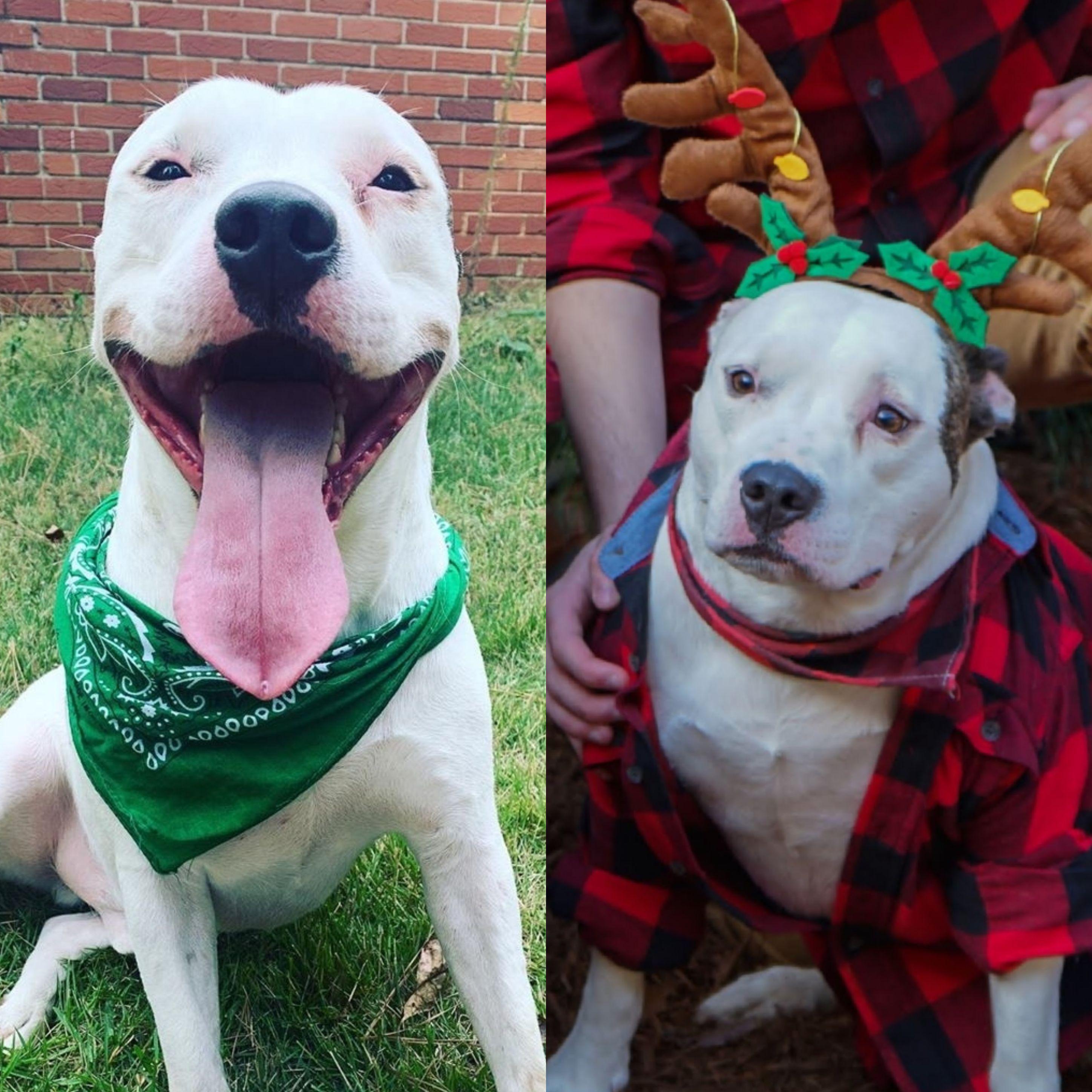 Not so happy pit in a partyhat | Scrolller