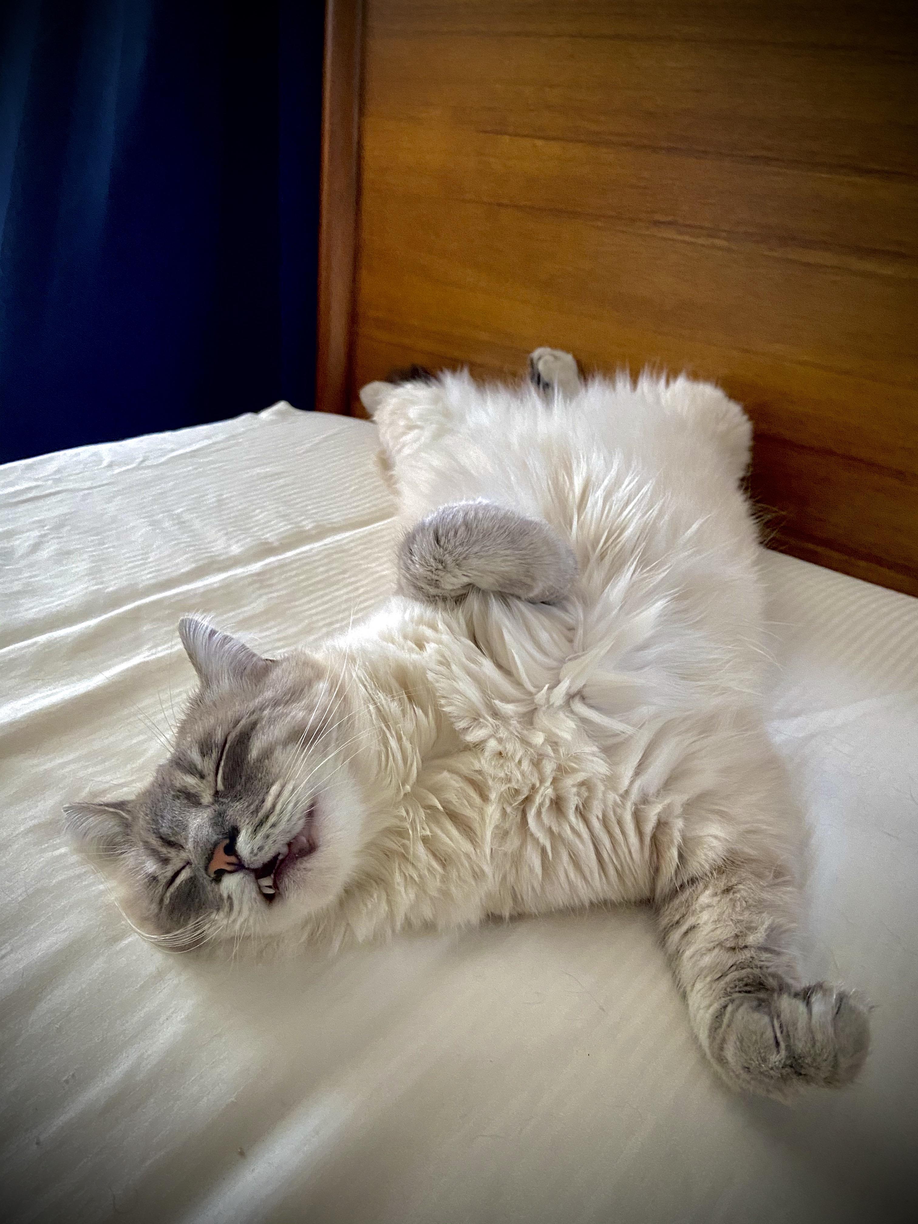 Not very elegant, napping Siberian kitty | Scrolller