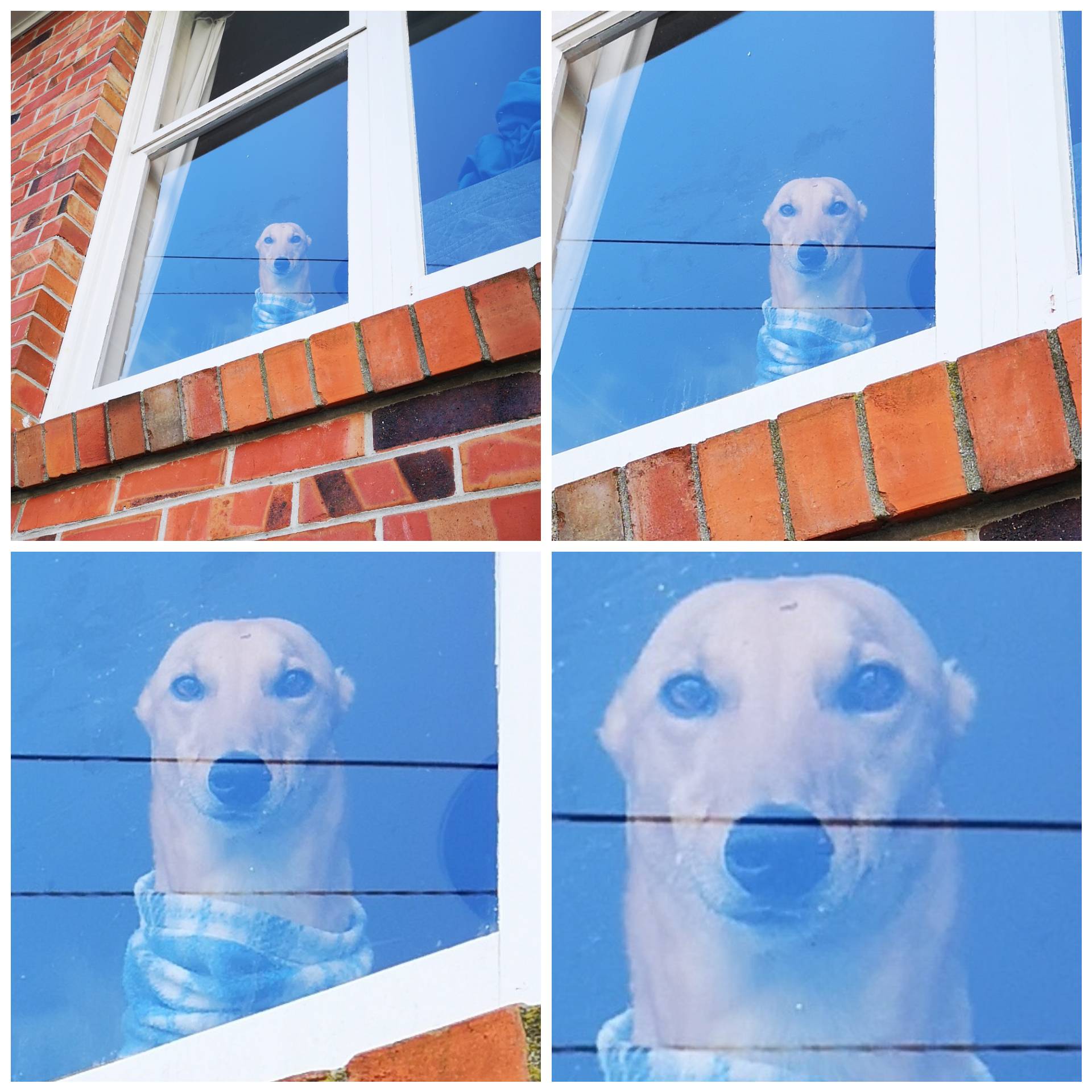 Nothing like greyhound judgement™ | Scrolller