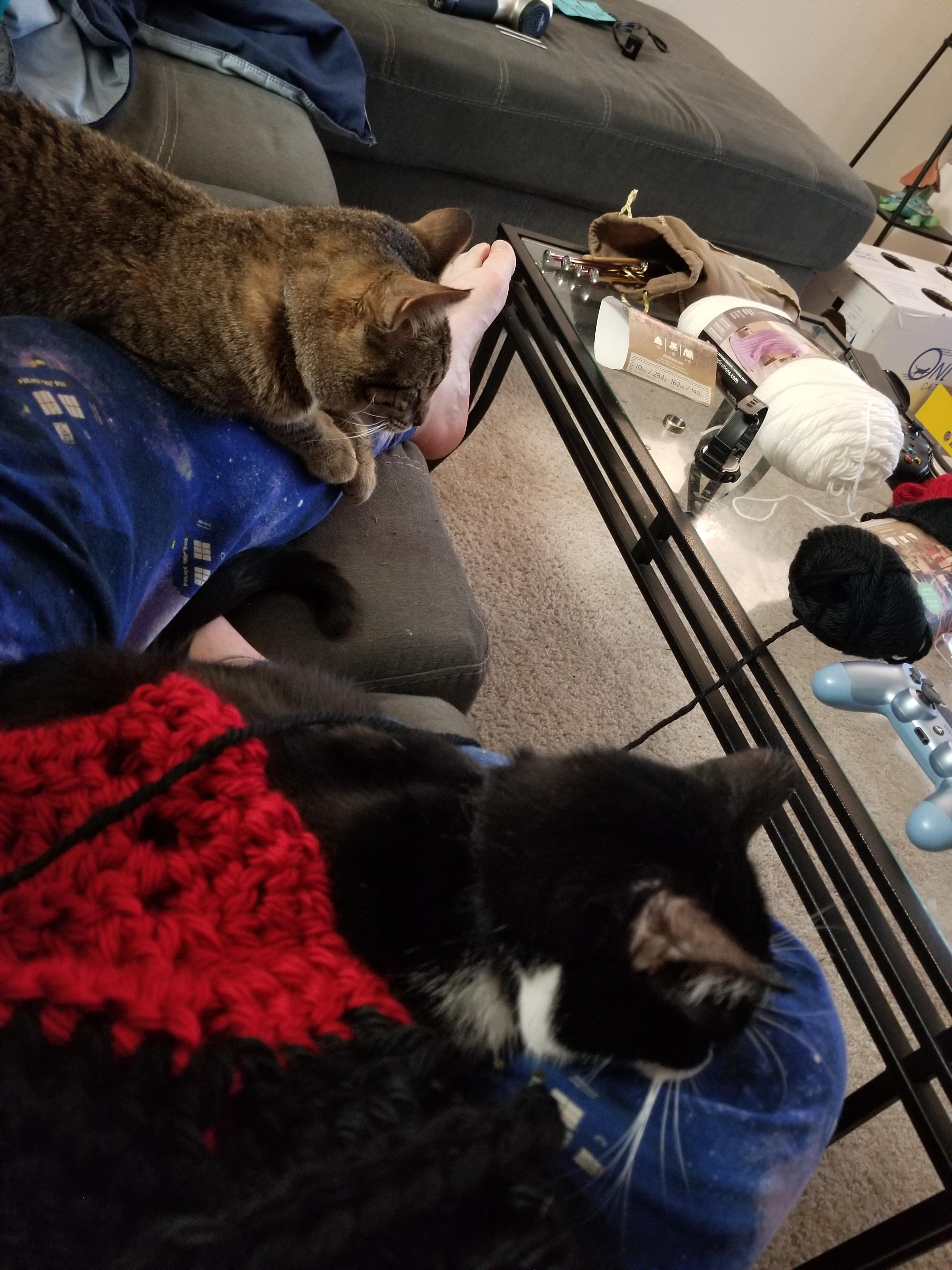 Nothing saying what I have to post, so here's a pair of cuddly kitties | Scrolller