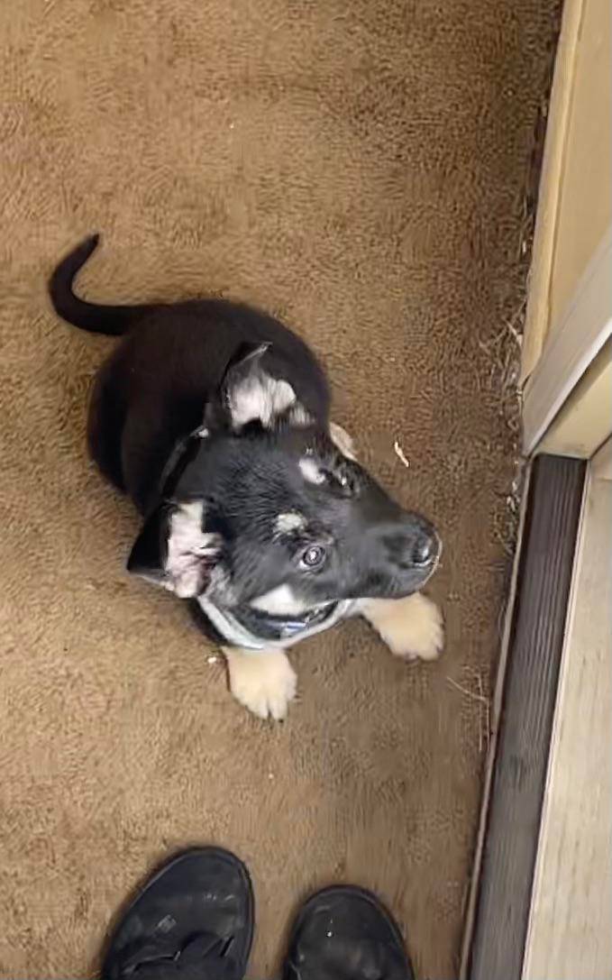 Nova, 8 weeks old and our first GSD! | Scrolller