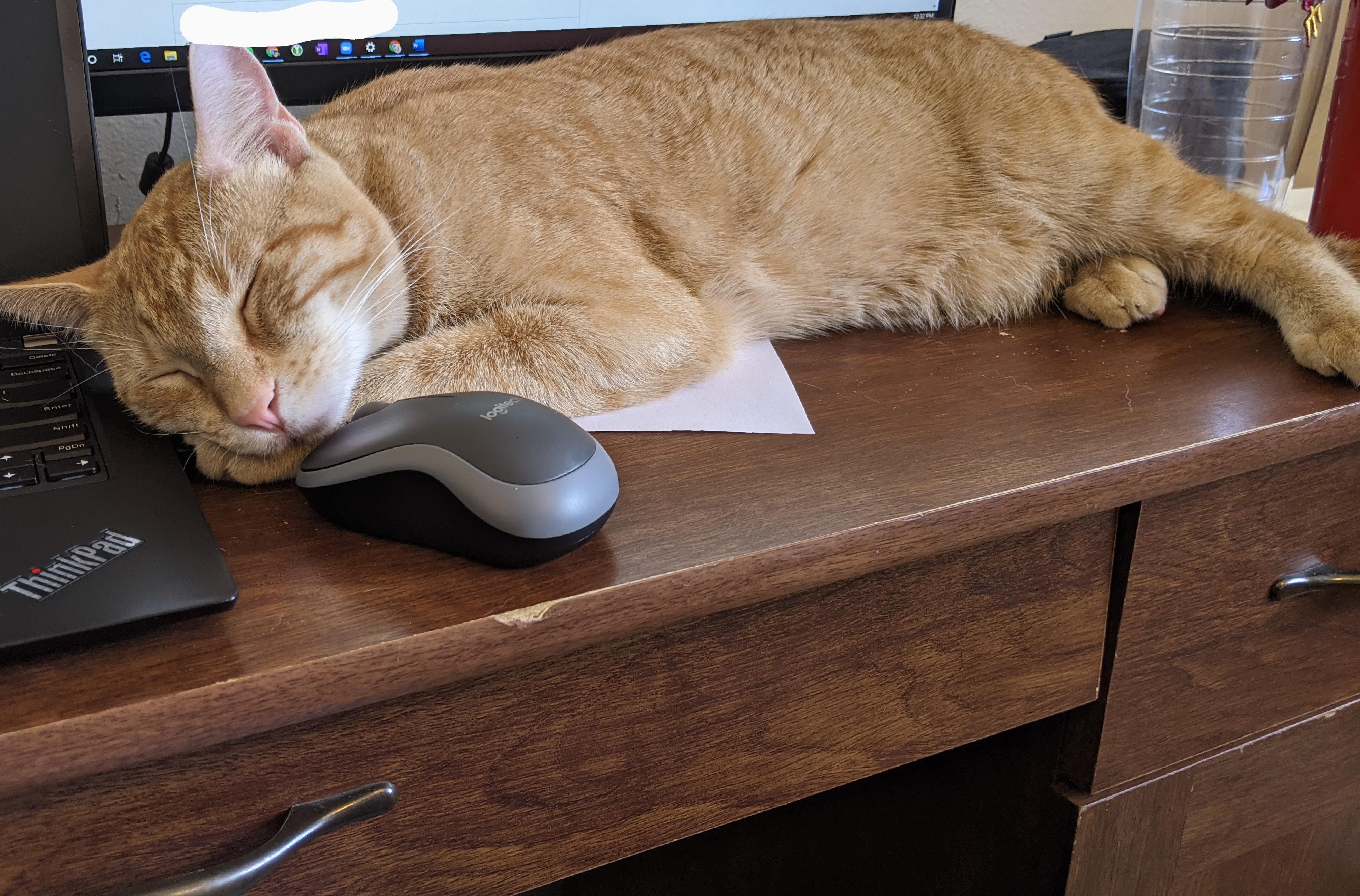 Now Introducing: ThinkCat | Scrolller