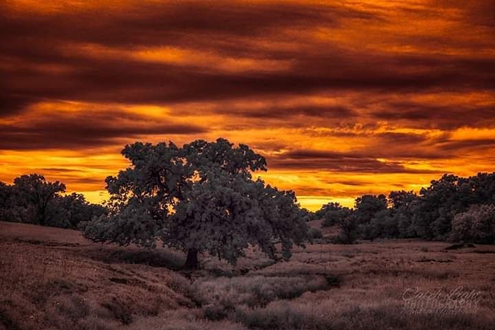 Oak tree at sunset | Scrolller
