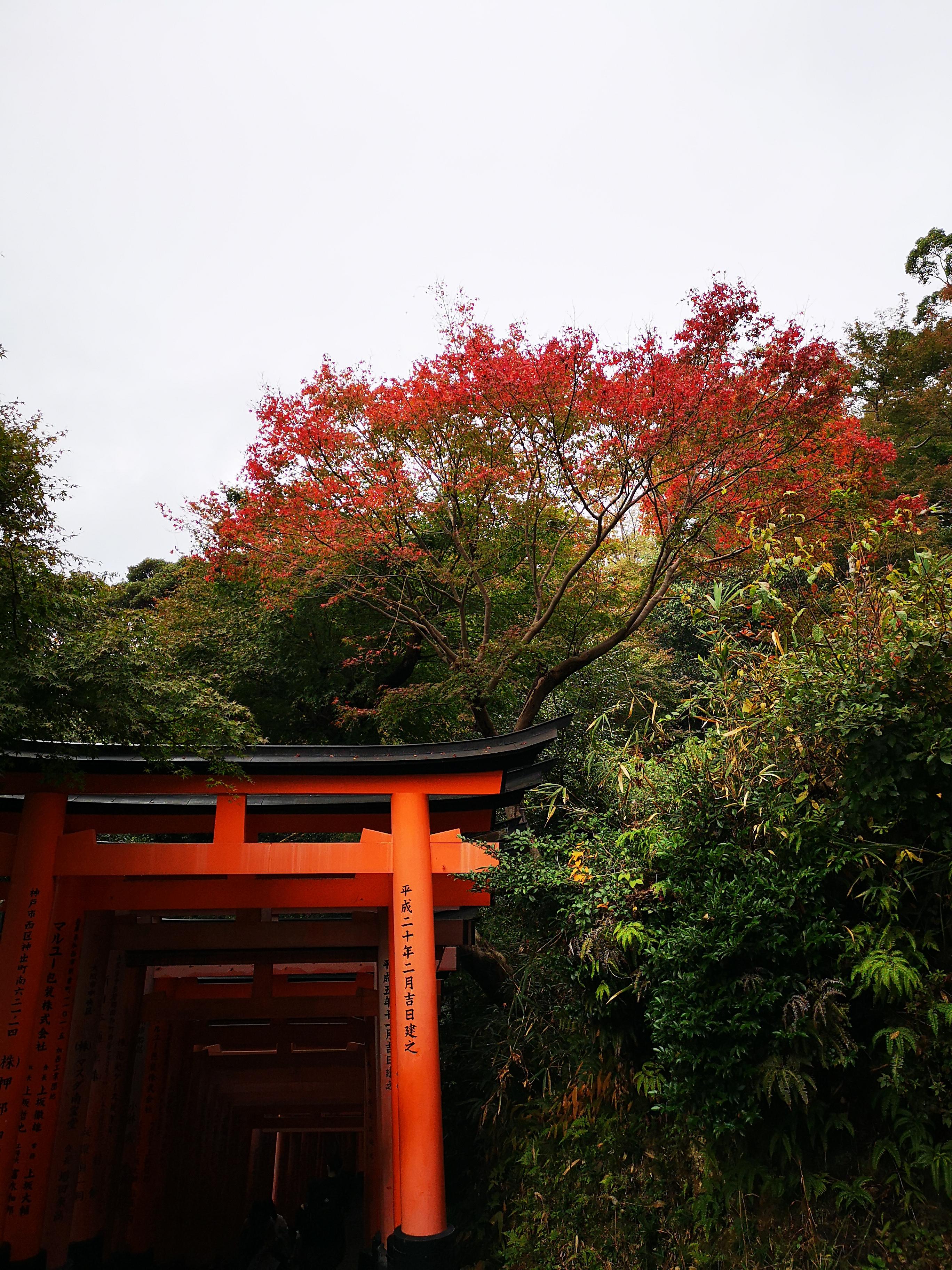 [OC] Autumn Colours Inari Kyoto | Scrolller