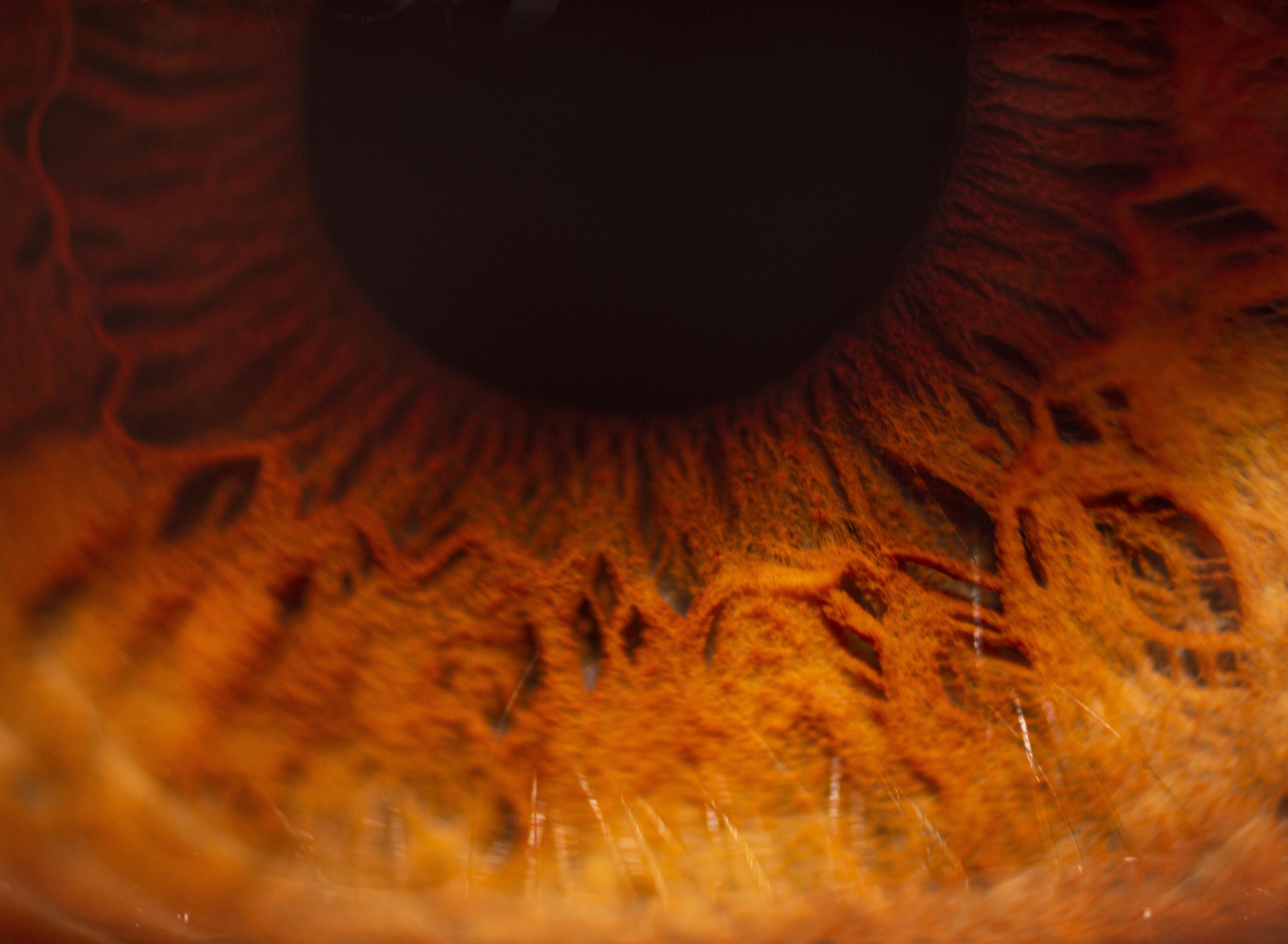 [OC] Fibers of the Iris. [4650x3409] | Scrolller