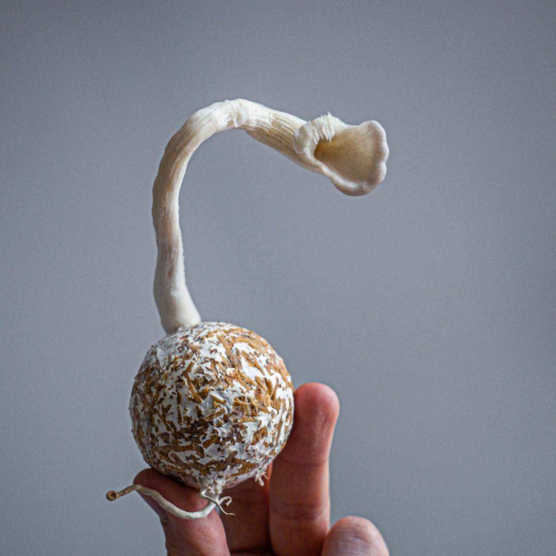 [OC] Mycelium mush sphere, grew me a little mush friend ♥️ (more in comments) | Scrolller