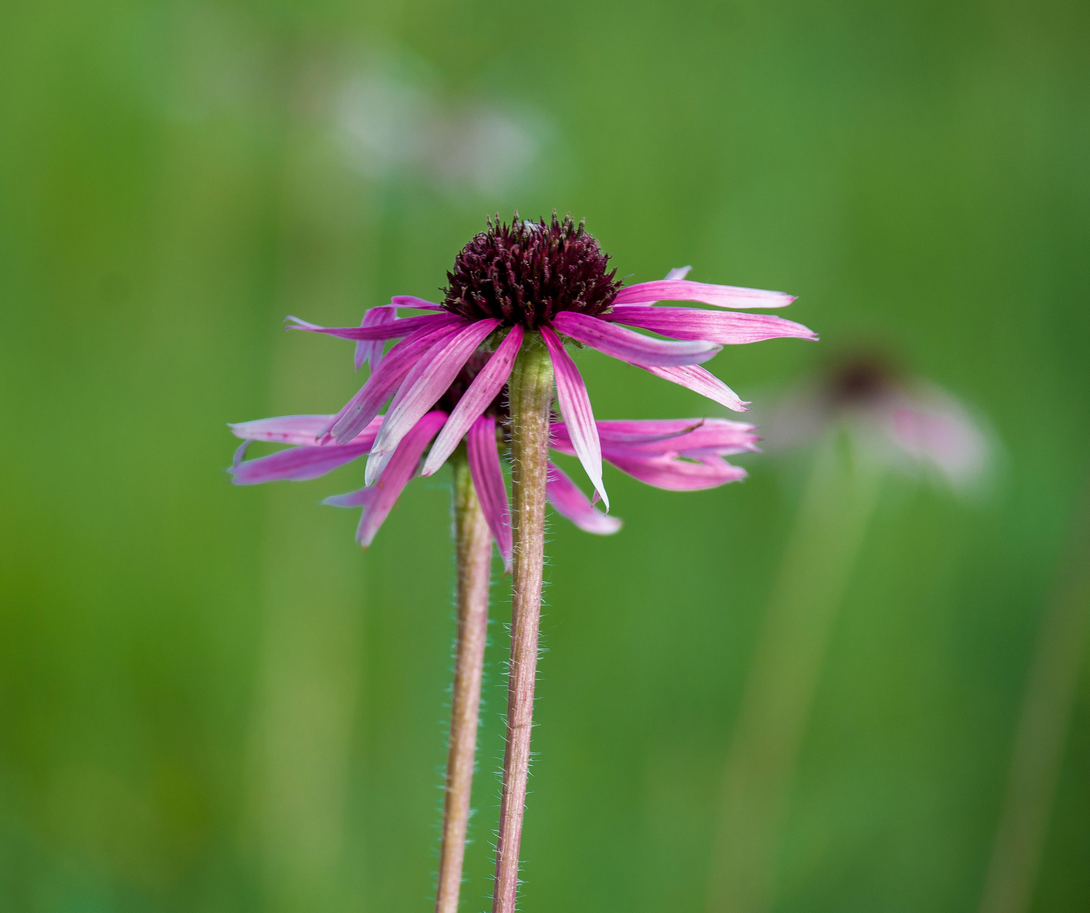 [OC] purple coneflower | Scrolller