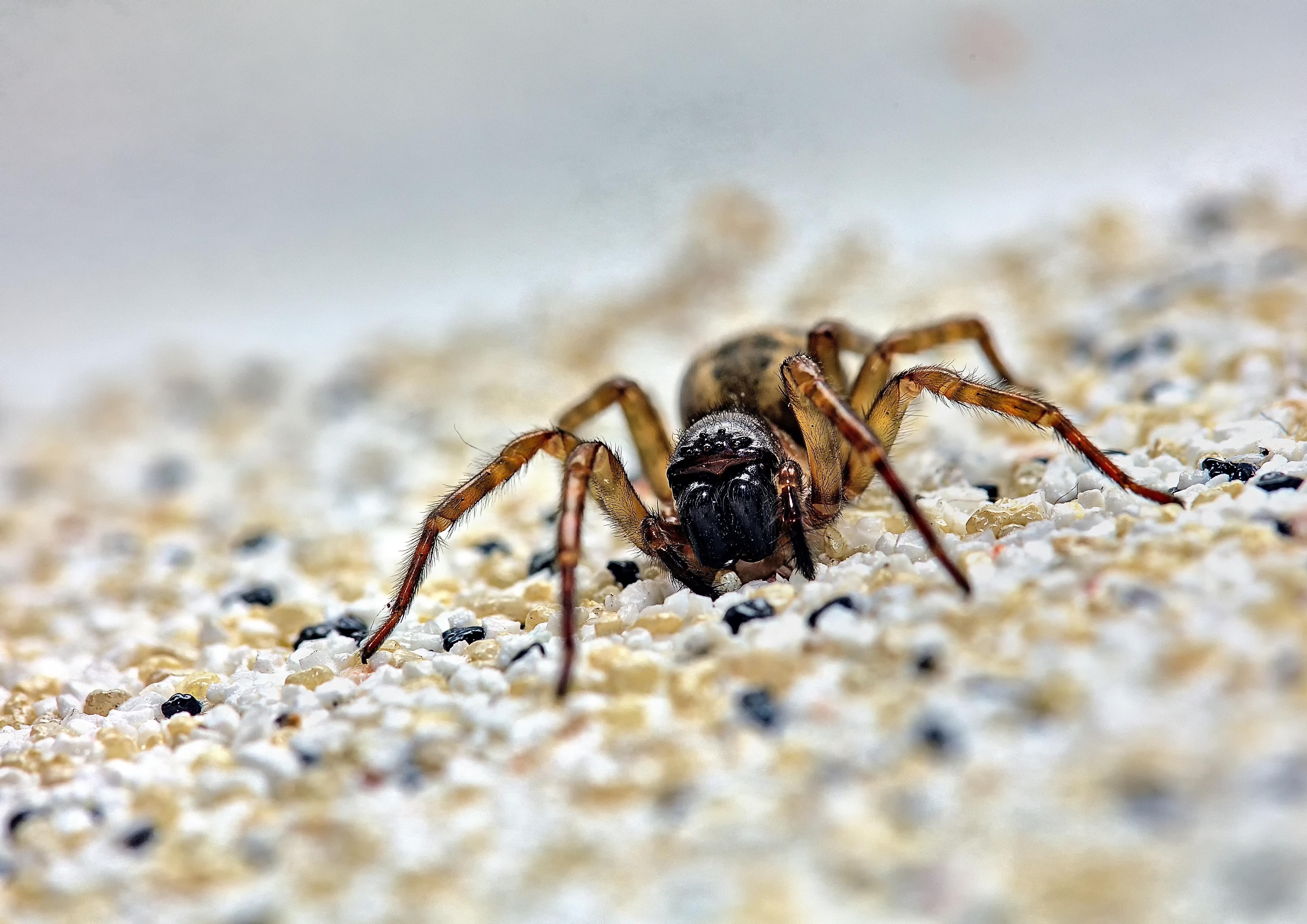 [OC]Spider on the wall of our building | Scrolller