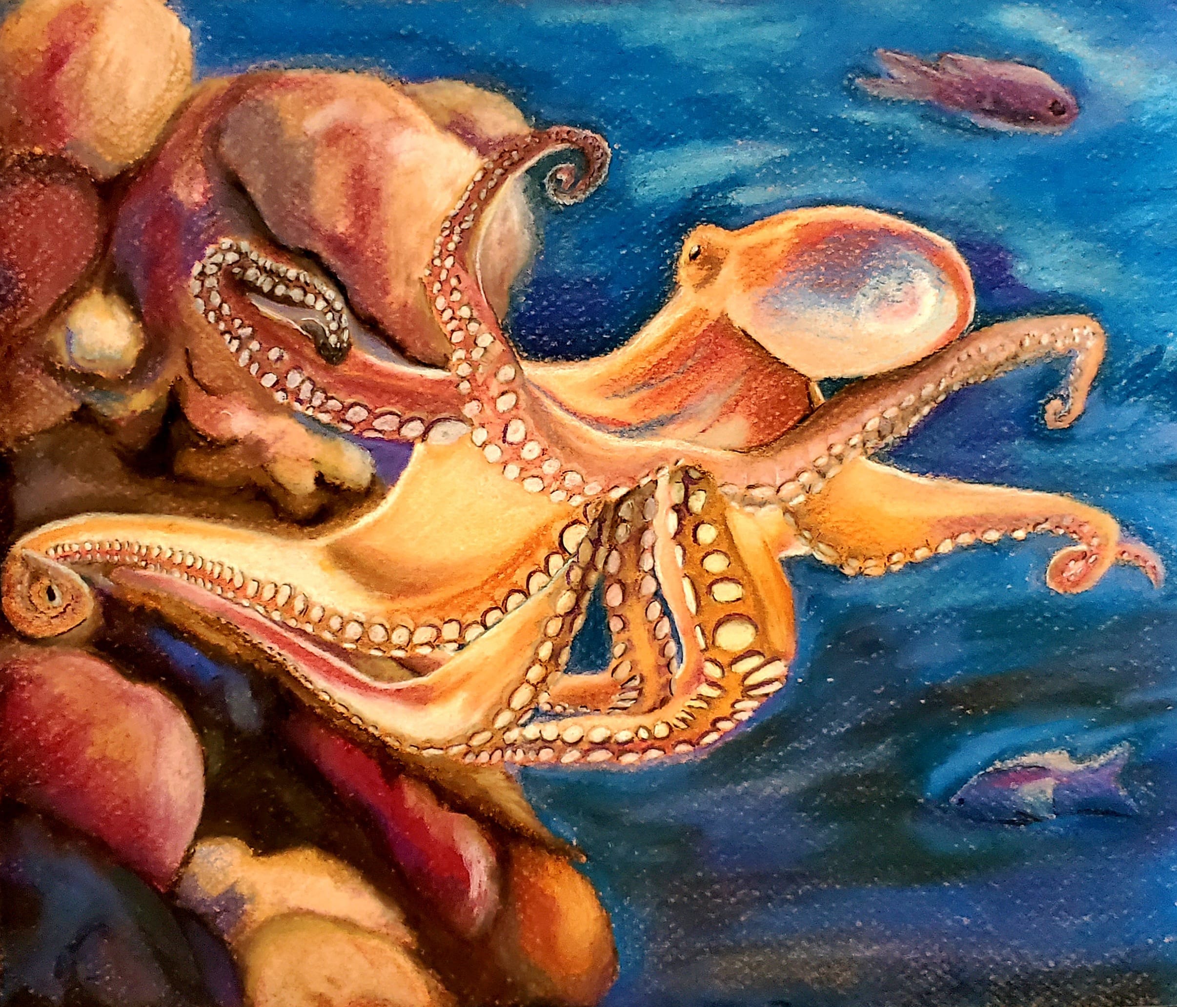 Octopus on tinted paper | Scrolller