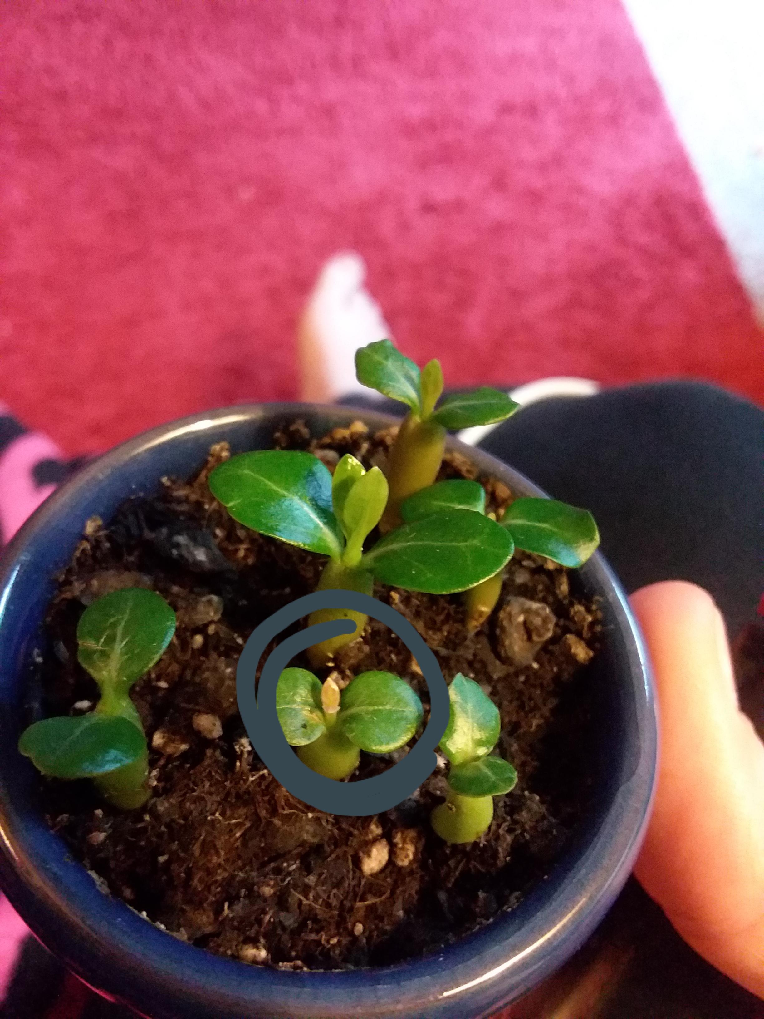 Odd leaves? | Scrolller