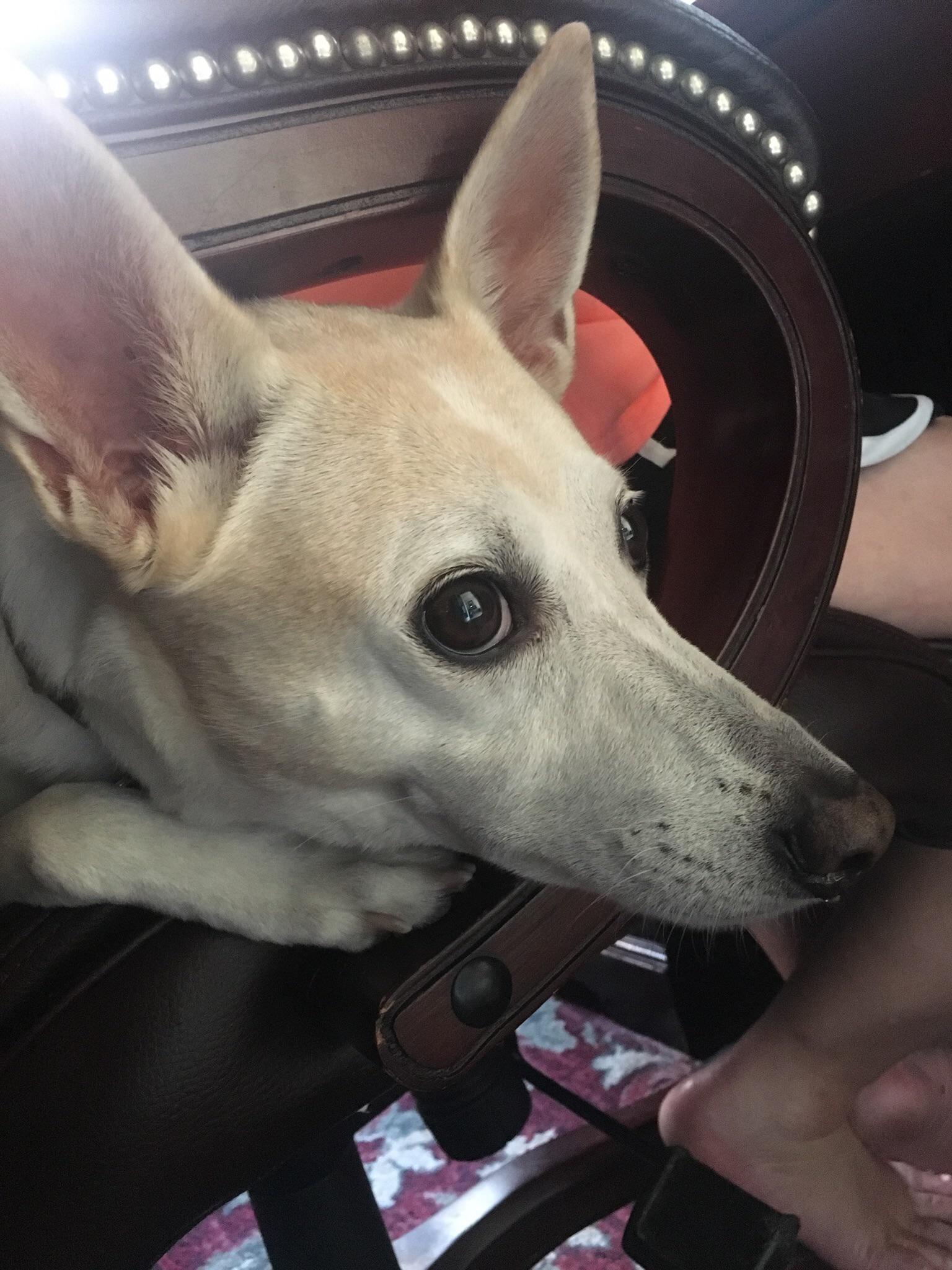 Office chair peeping pooch | Scrolller