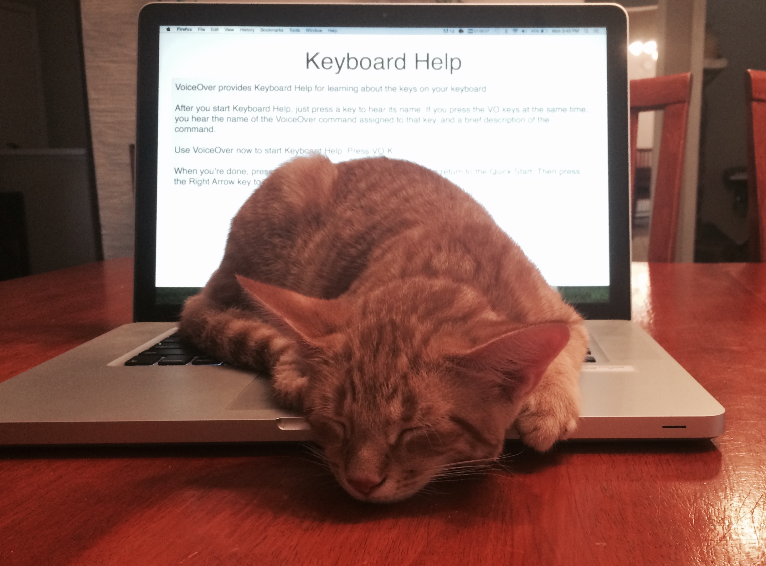 Oh good... Keyboard Help. [x-post from r/awww | Scrolller