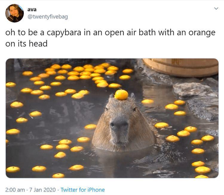 Oh to be a capybara | Scrolller
