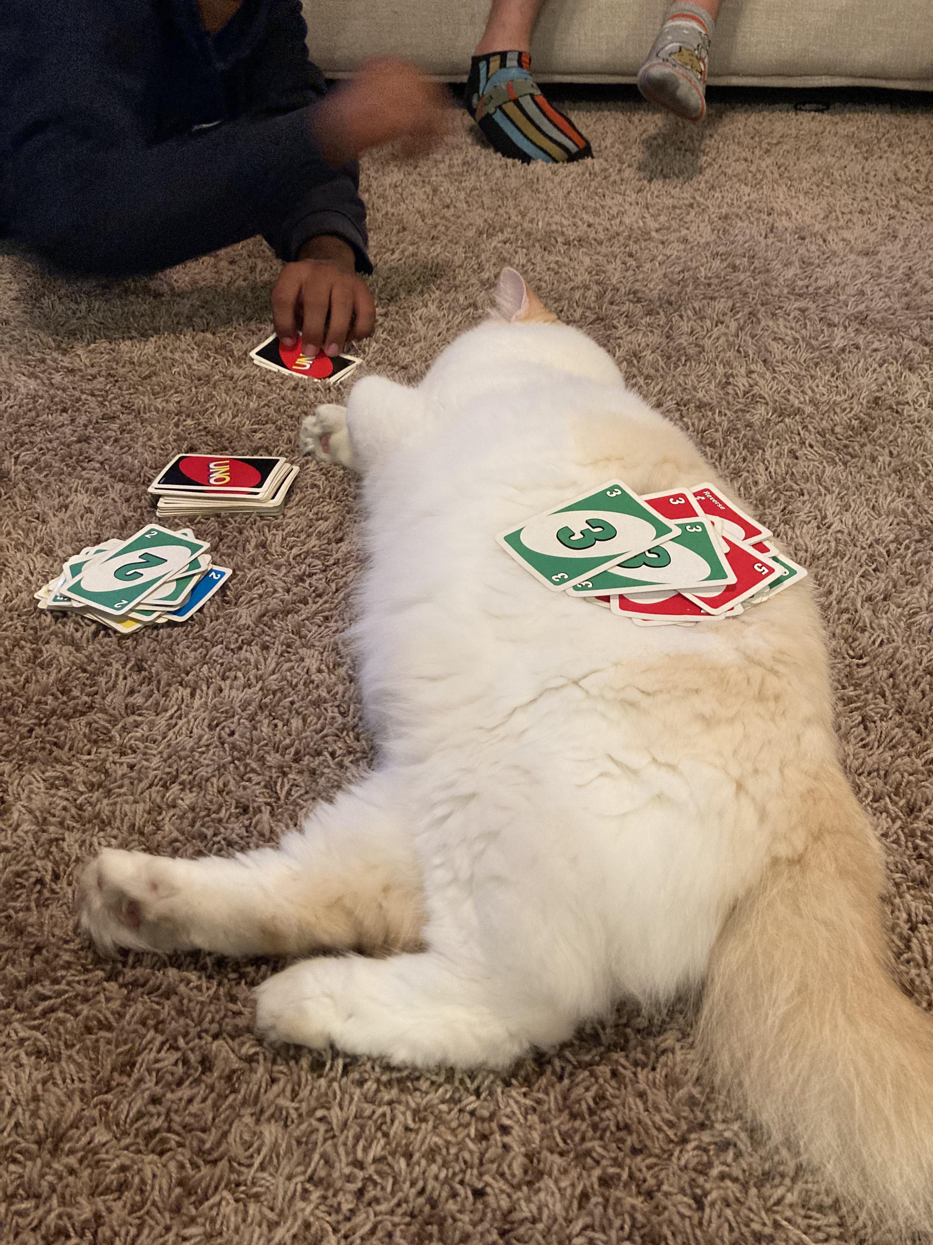Oh you wanted to play Uno? Let me lay in the middle of the gaming area then | Scrolller
