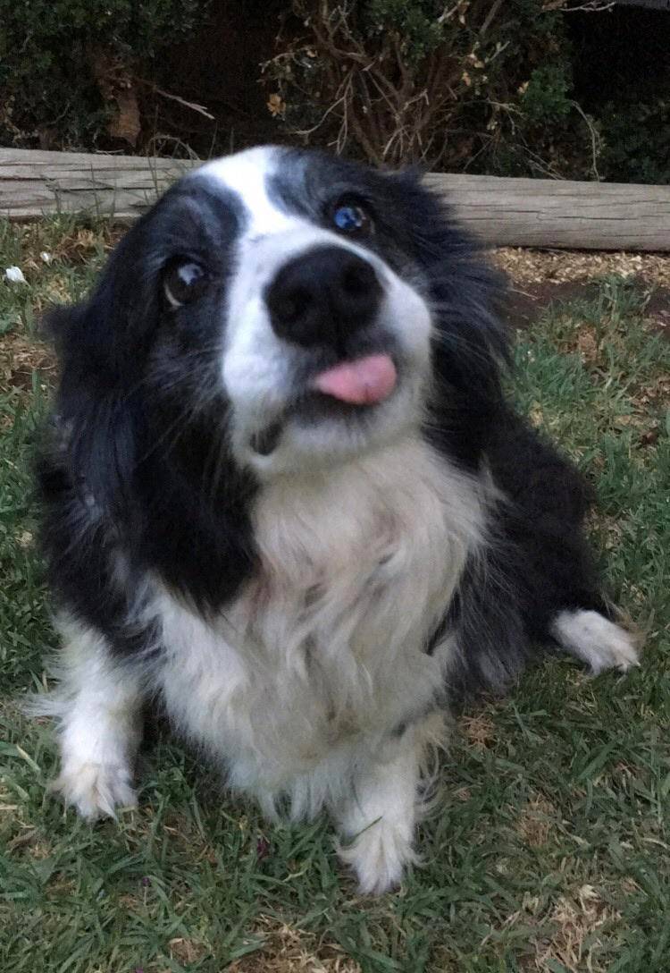 Old girl mlem | Scrolller