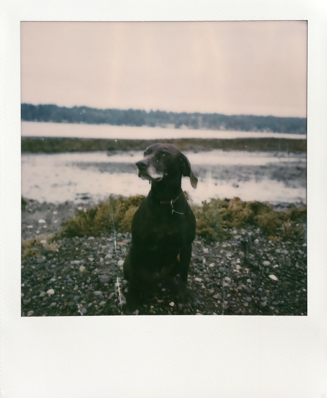 Old Girl [SX-70] | Scrolller