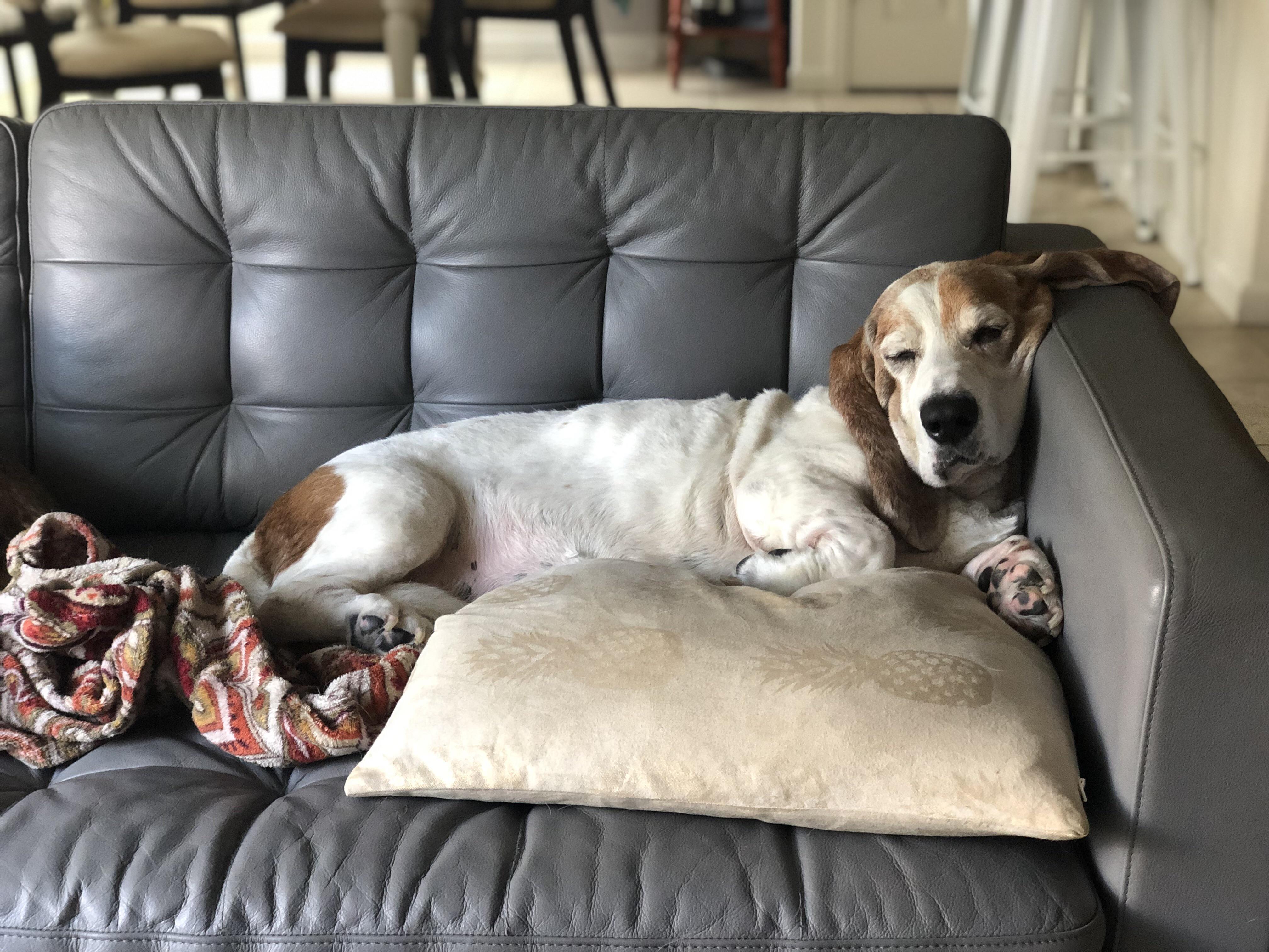 Old man Huckleberry napping his life away | Scrolller