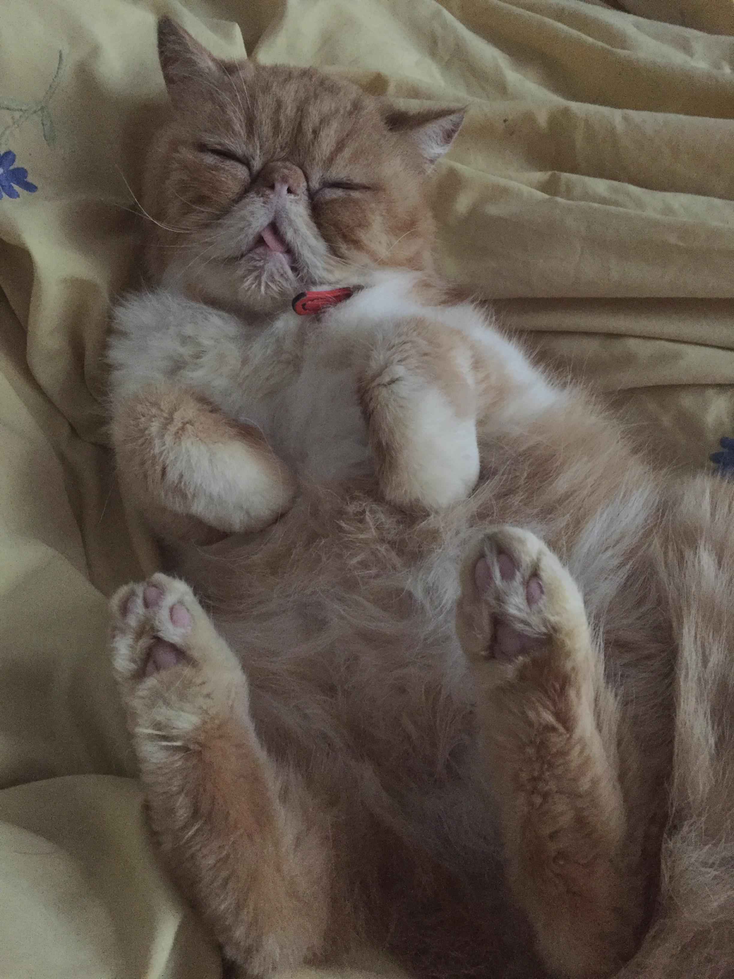 Old man pale pink bean toes and a blep for extra | Scrolller