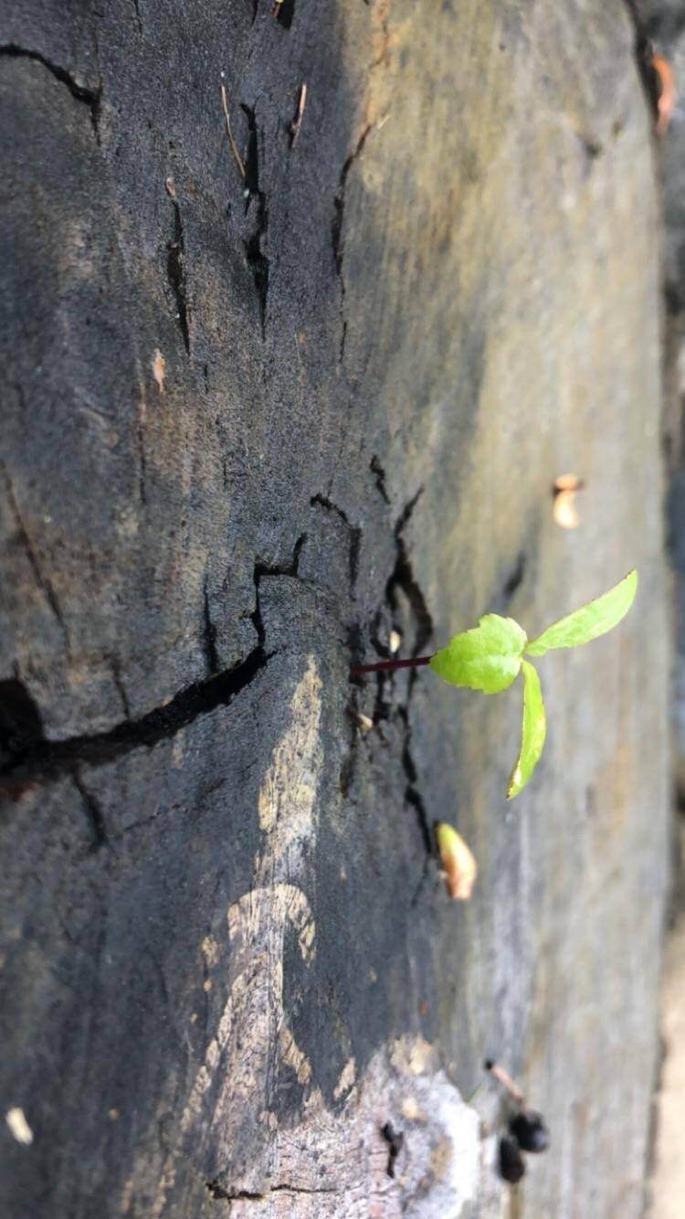 Old trunk new plant | Scrolller