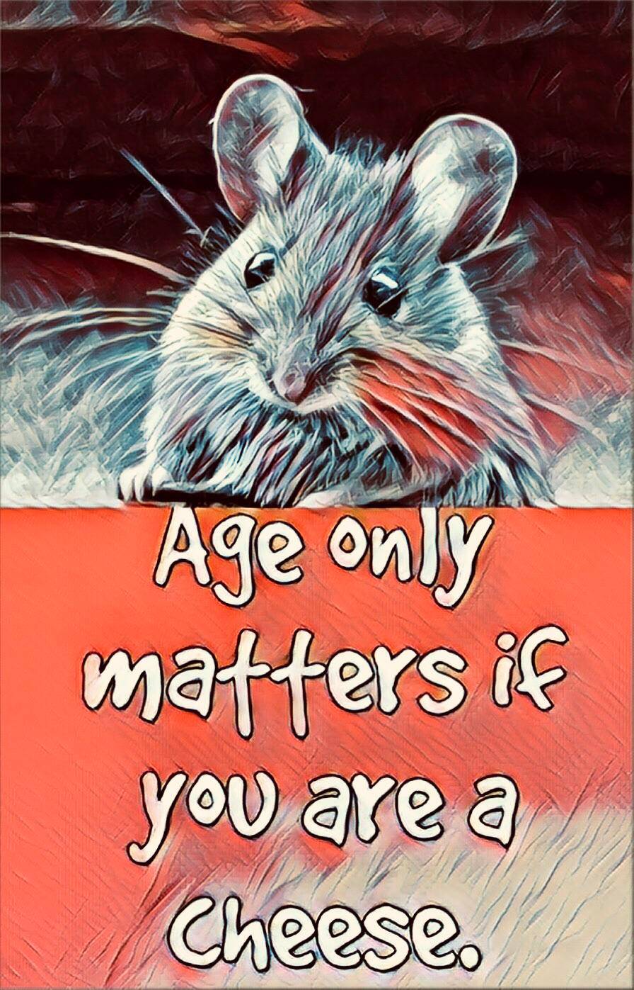 Old wise mouse 🐭 | Scrolller