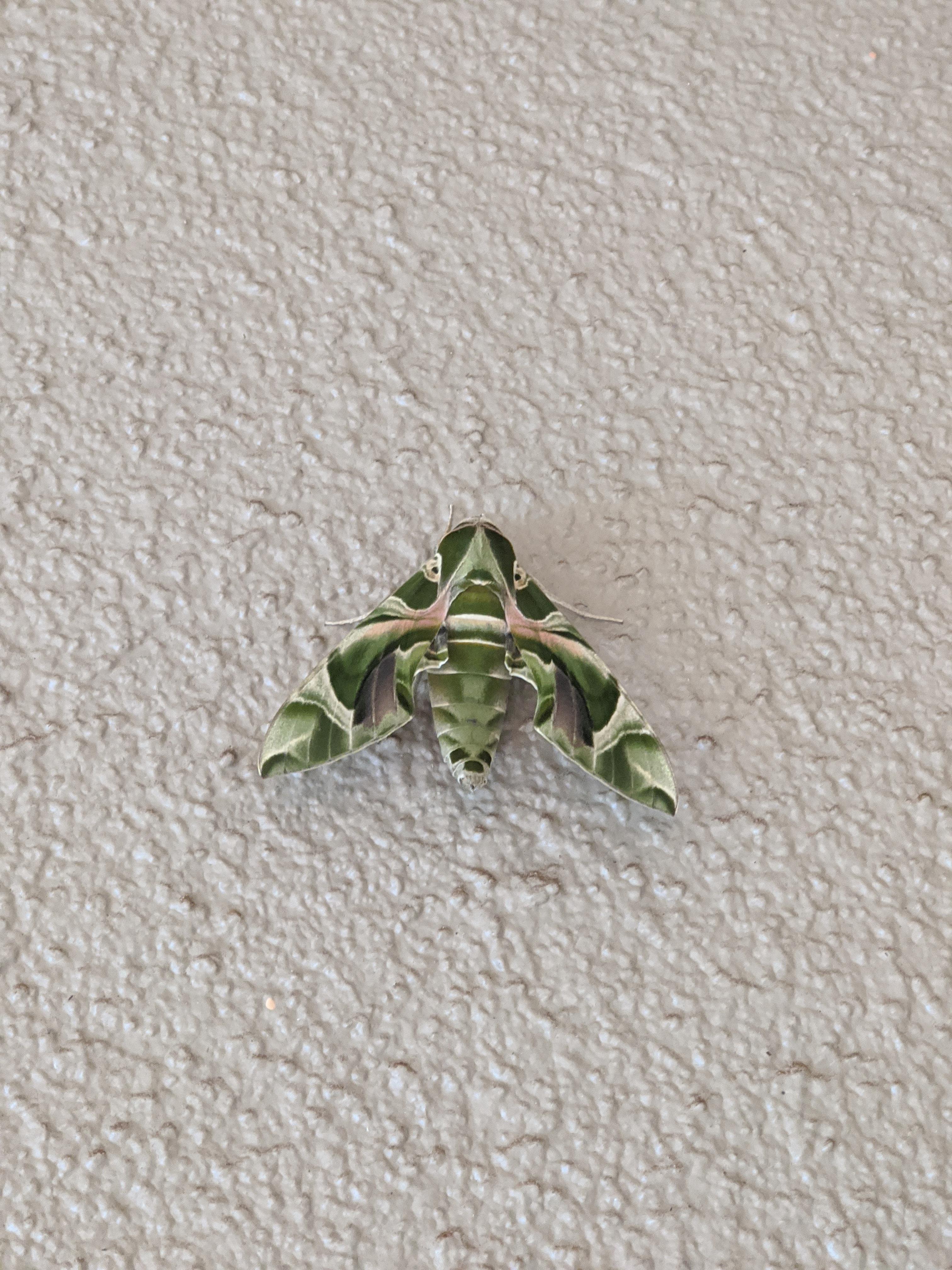 Oleander hawk moth on my porch | Scrolller