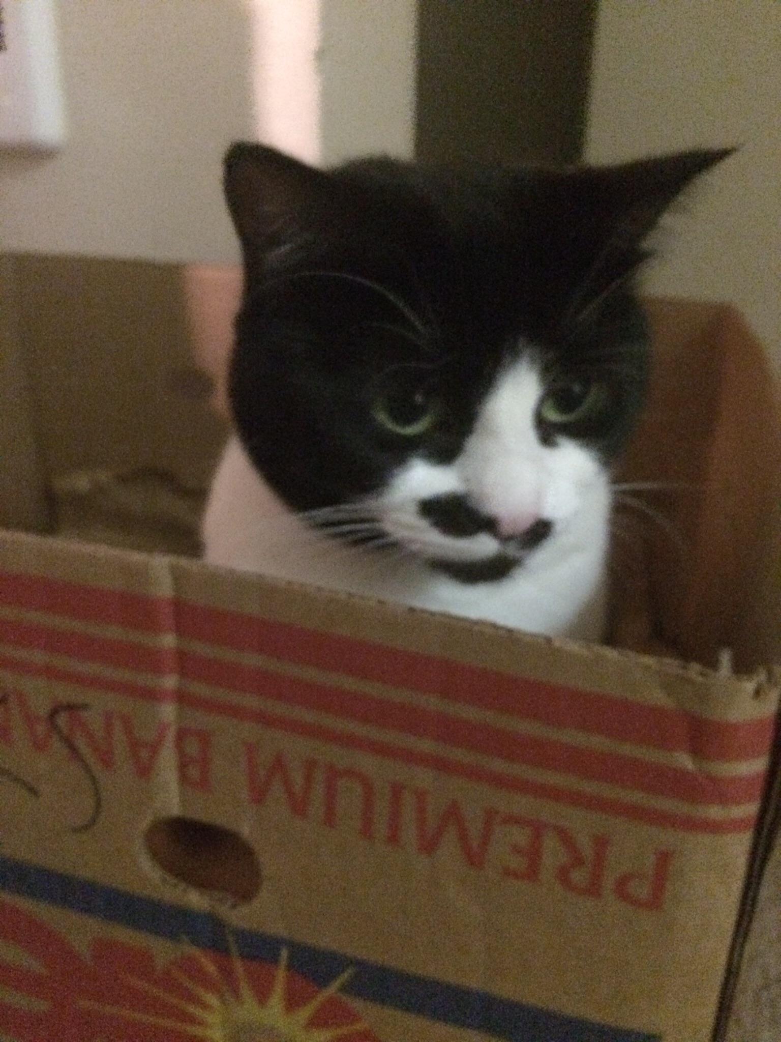 Olive in her box | Scrolller