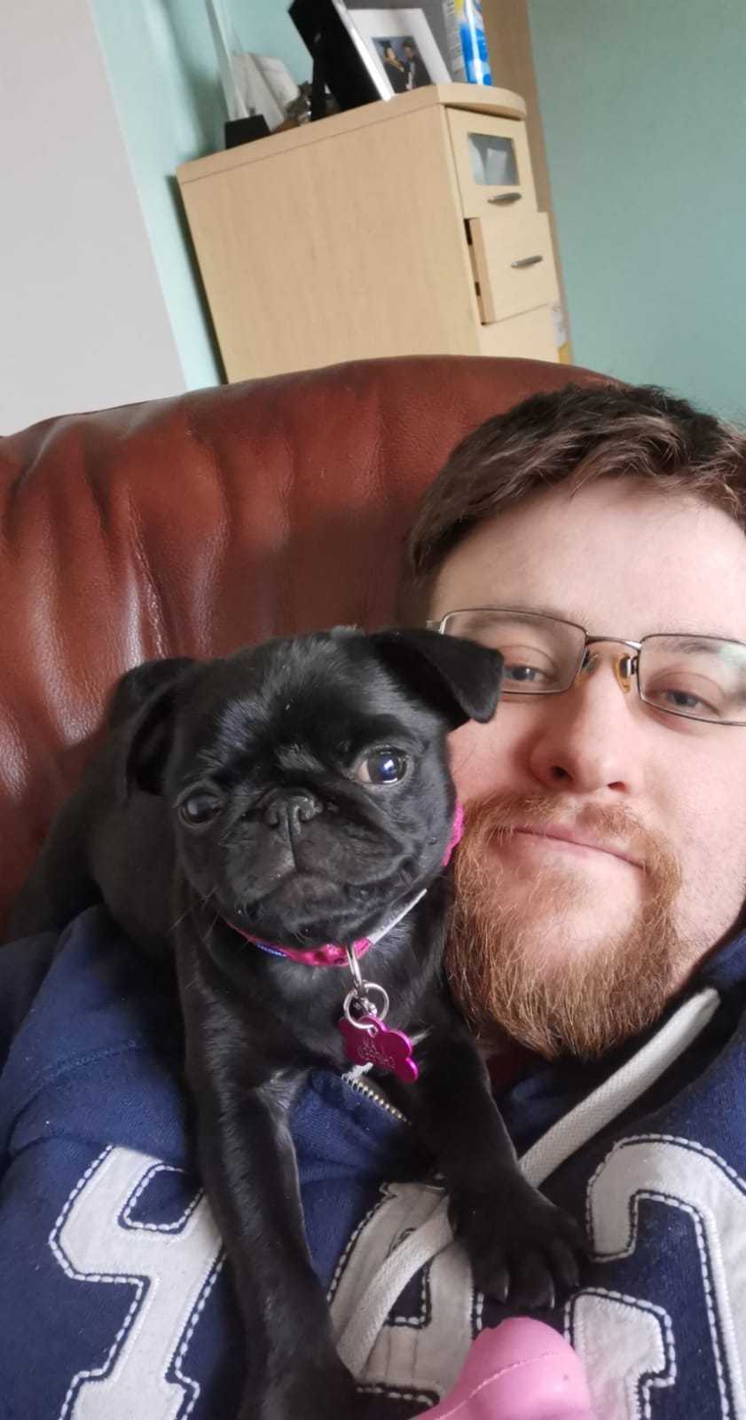 Olive... The shoulder-mounted-attack pug | Scrolller