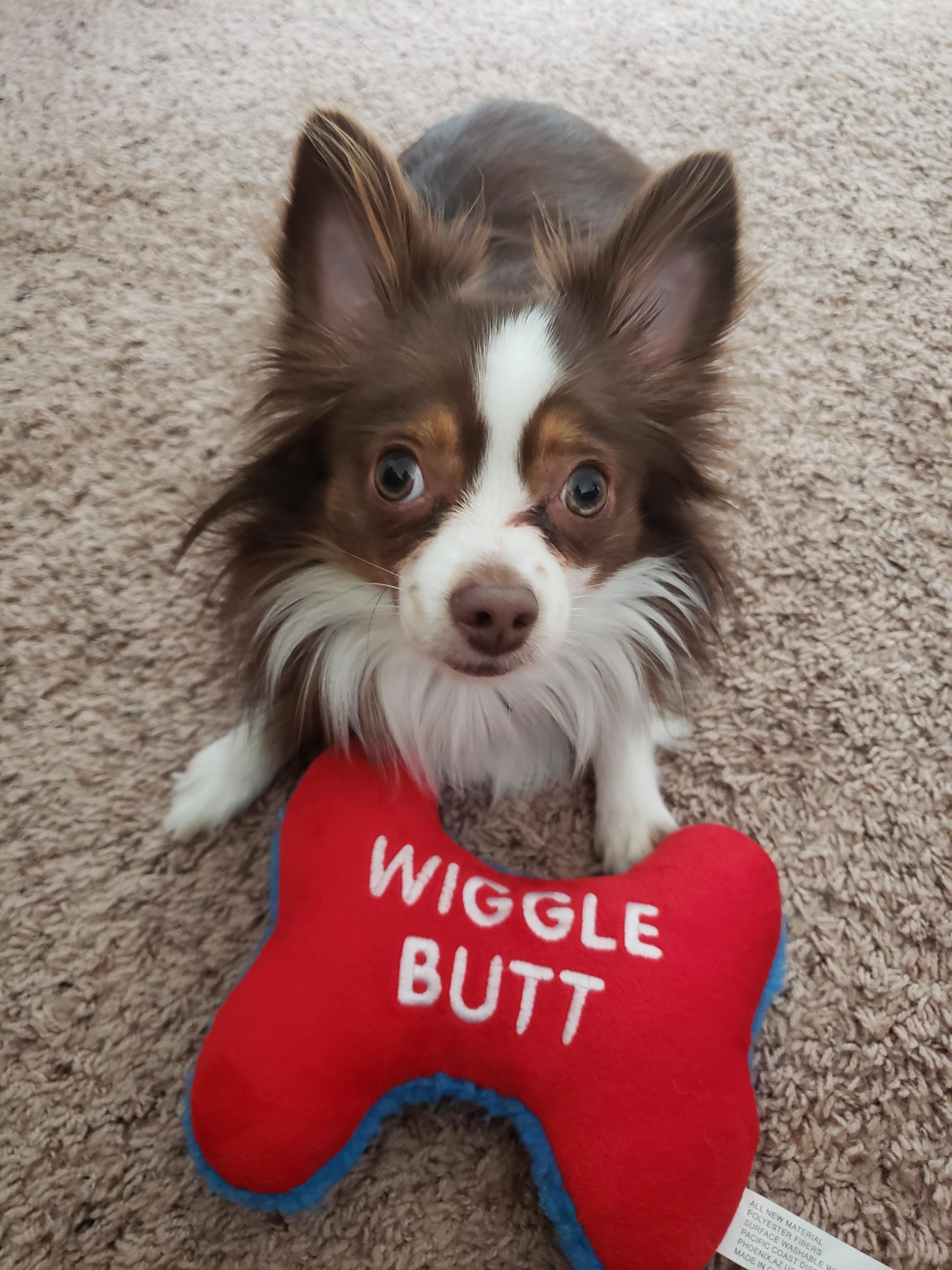 Olive the toy wiggle butt | Scrolller