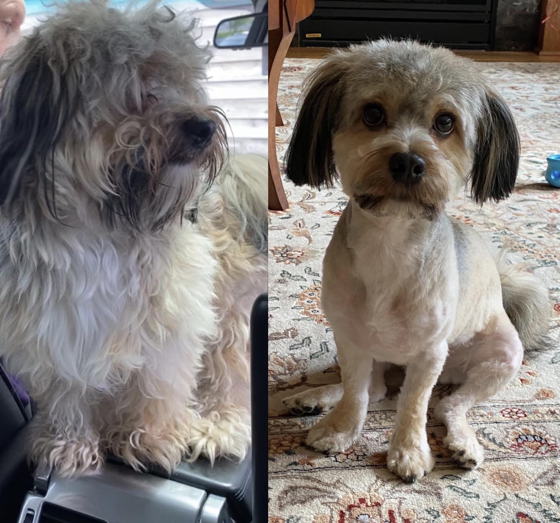 Ollie pre vs post grooming! | Scrolller