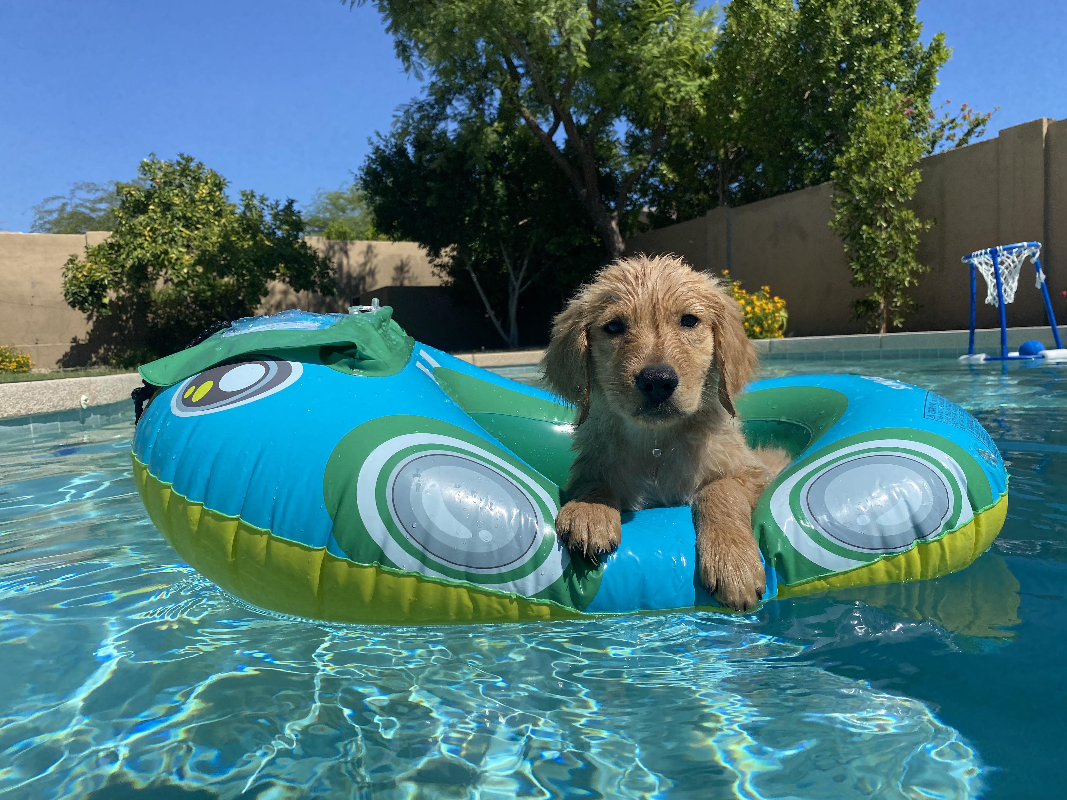 Ollie’s first swim! | Scrolller