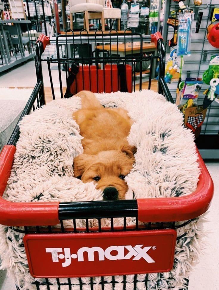 OMG the Floof!! | Scrolller