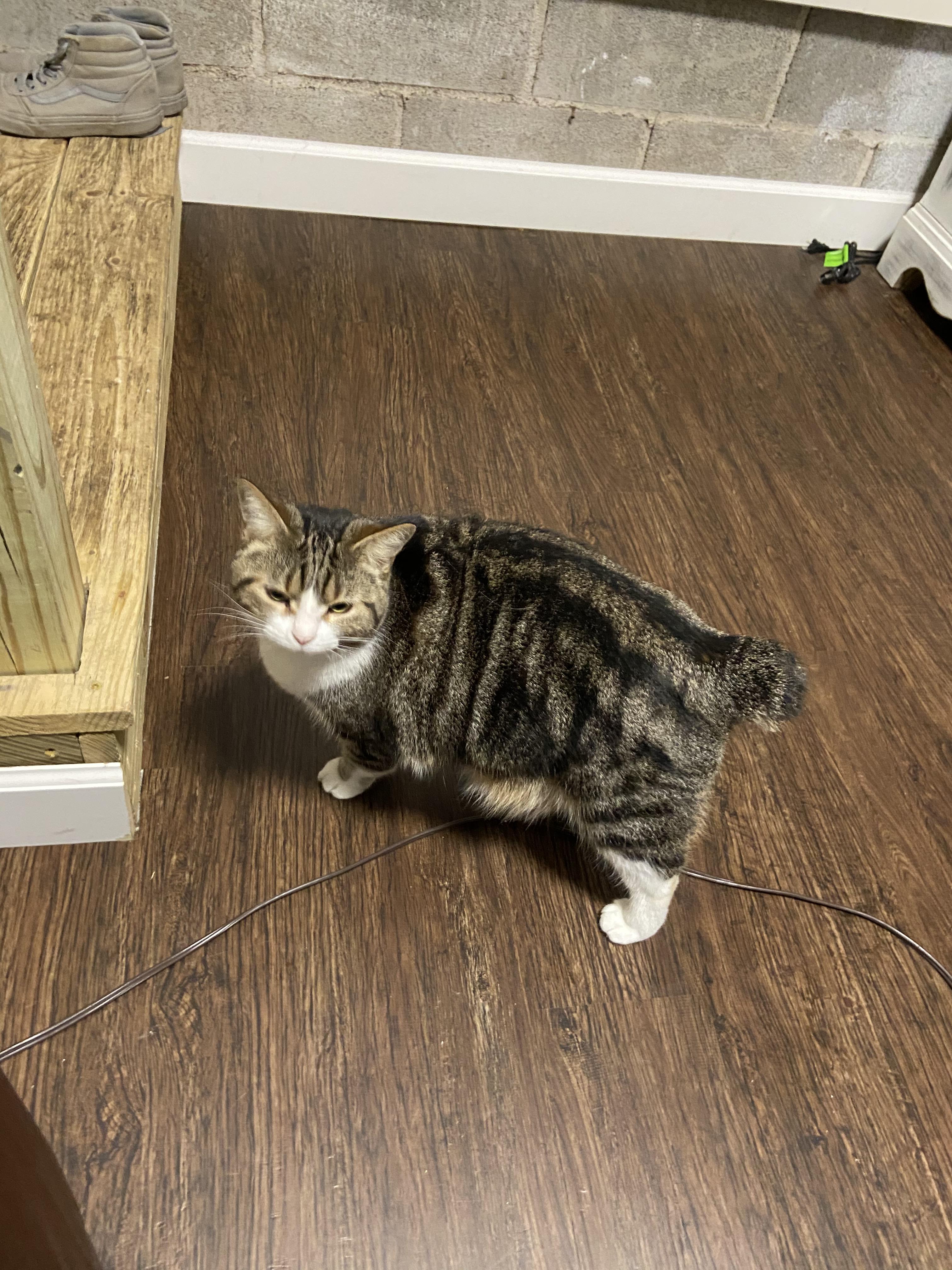 On cute chonker | Scrolller