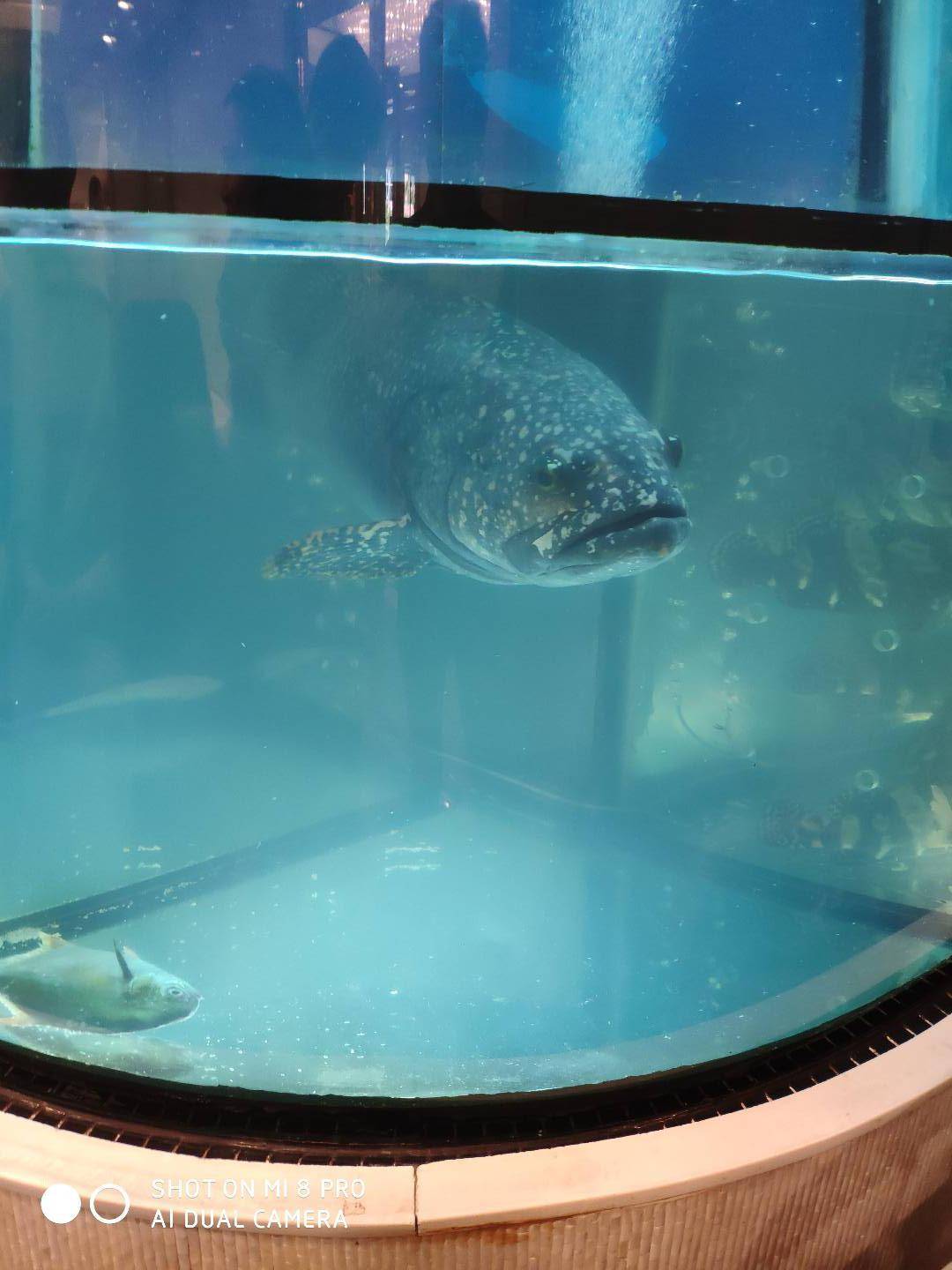 One big lip fish and a dead fish | Scrolller