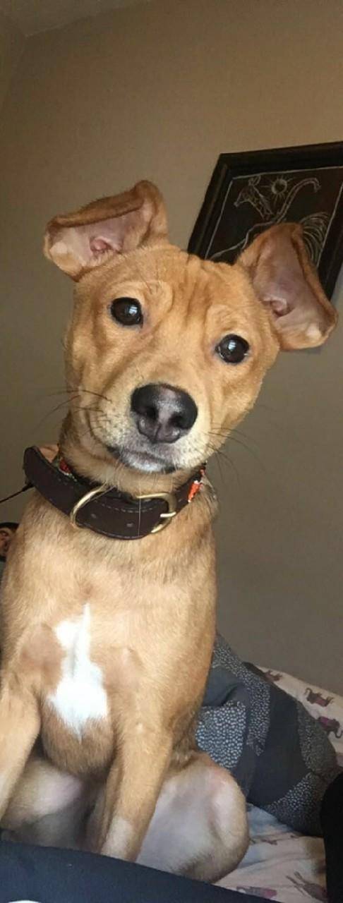 One cheeky mutt | Scrolller