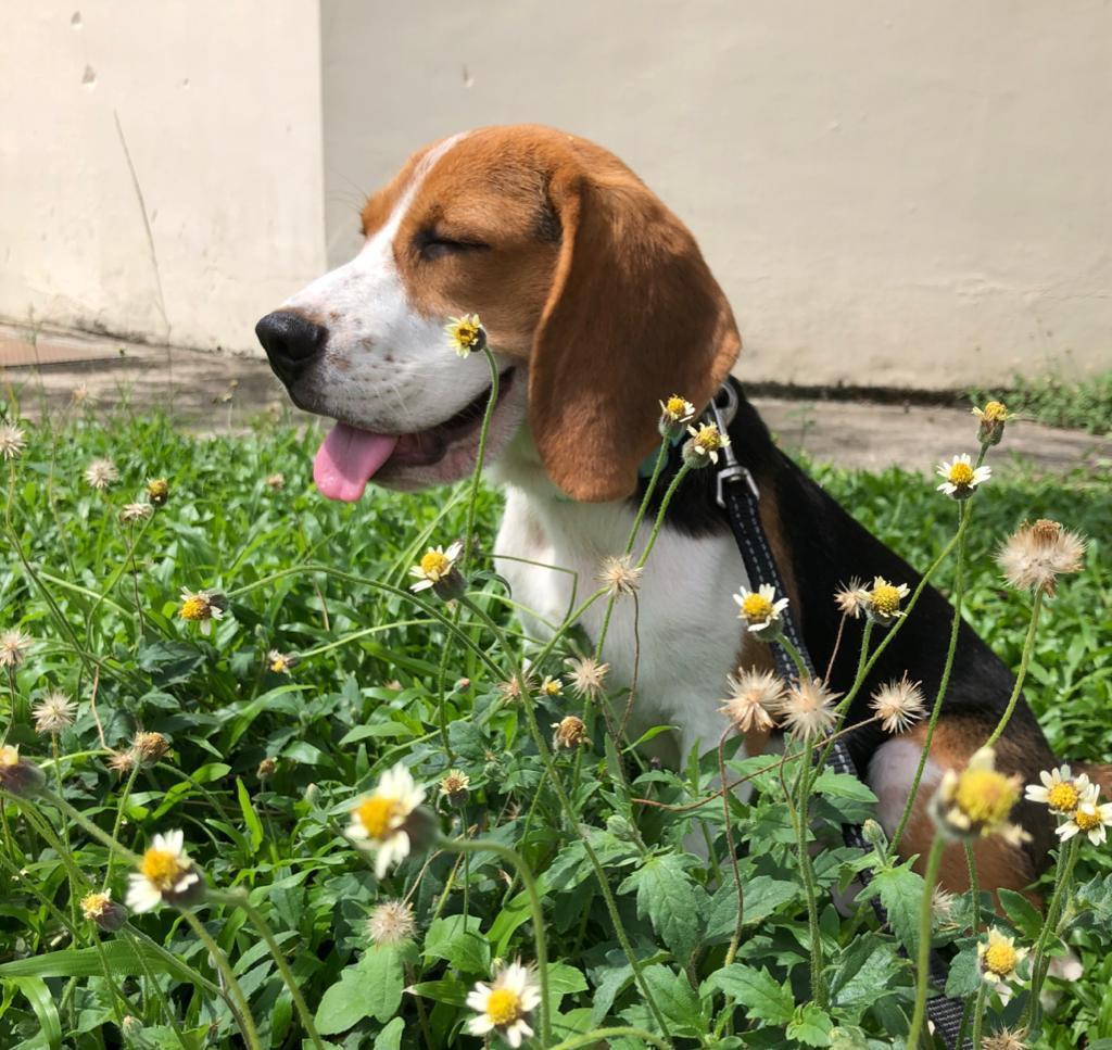 One happy beagle pup | Scrolller