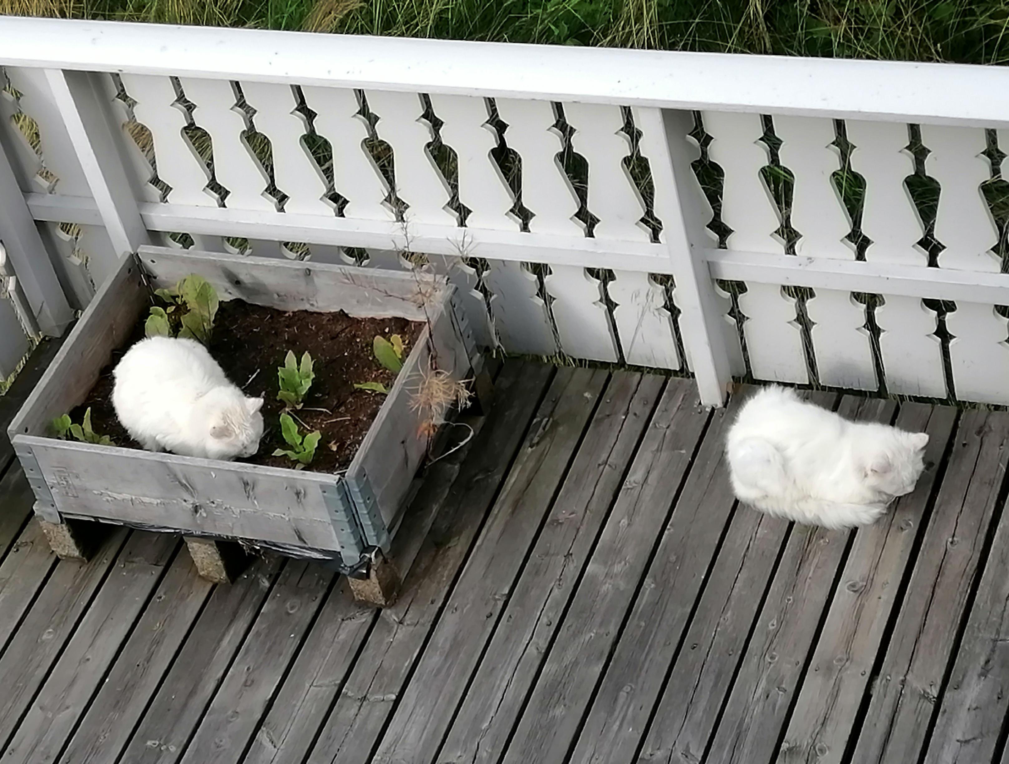 One harvested and one still growing | Scrolller