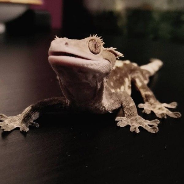 One majestic boi - Ekko the Gecko | Scrolller