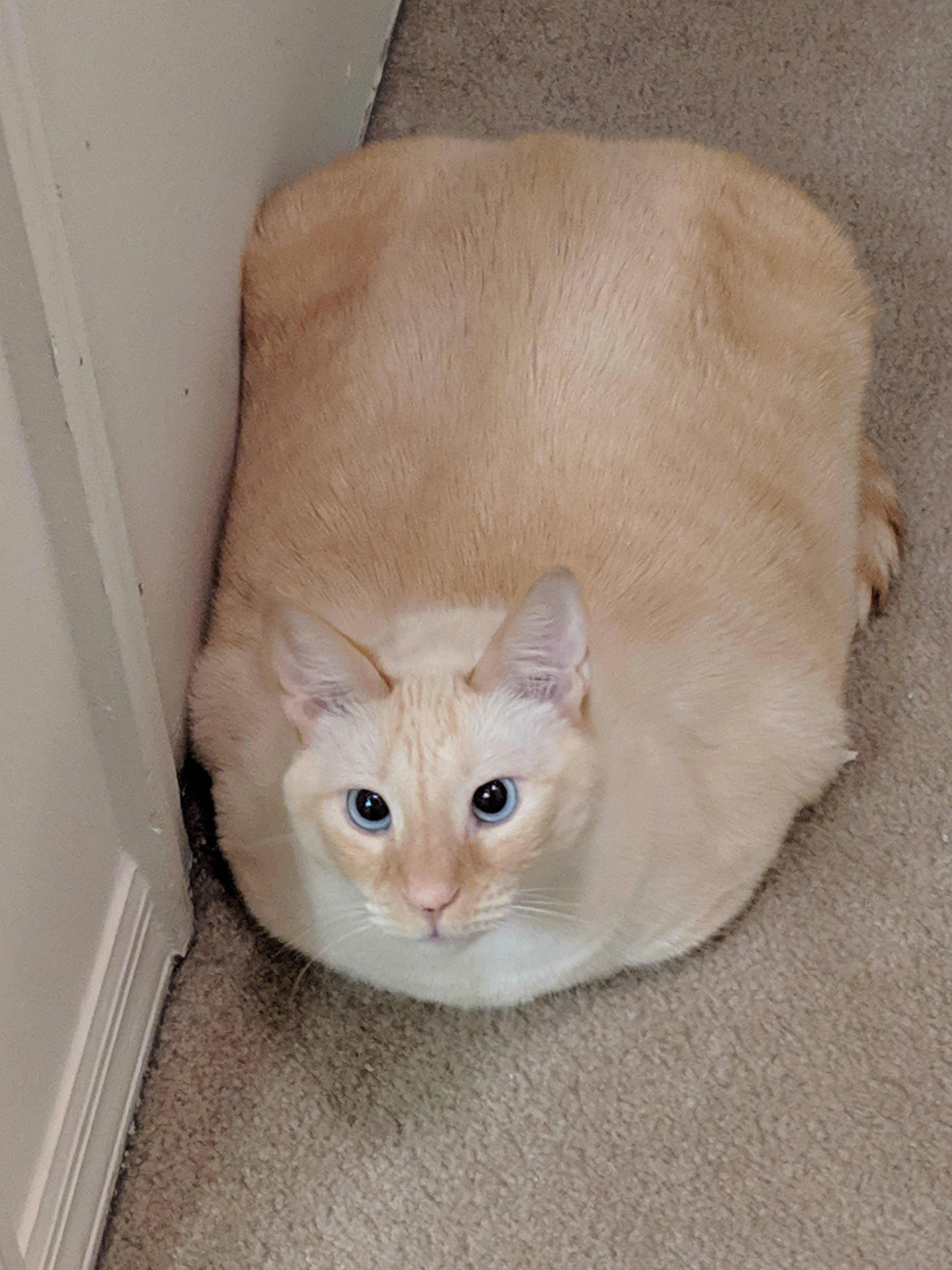 One Chonk Loaf, Piping Hot | Scrolller