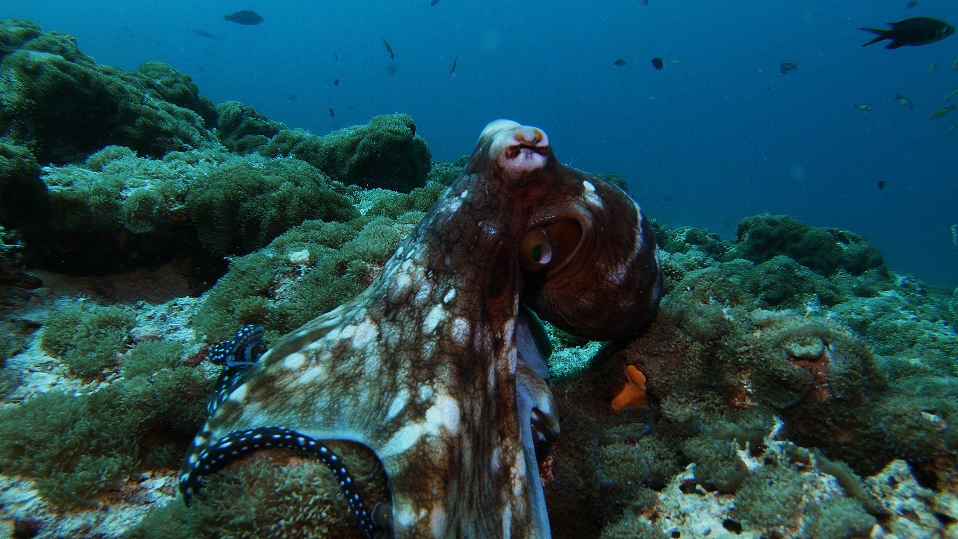 One of my best shots in the Maldives while scuba diving... | Scrolller