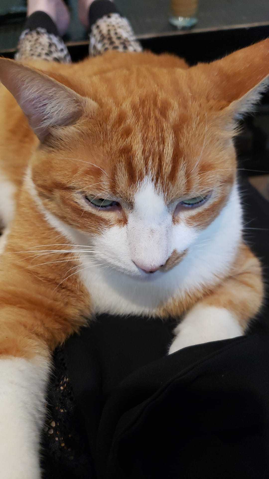 One of my cats | Scrolller