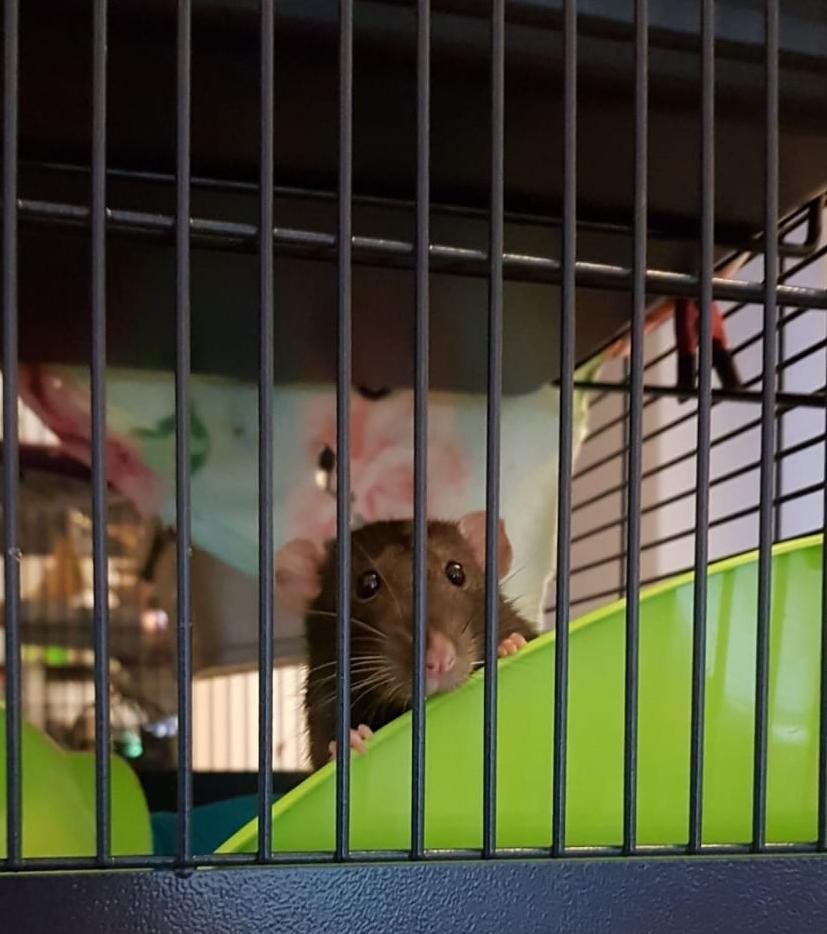 One of my favorite photos of my first rat | Scrolller